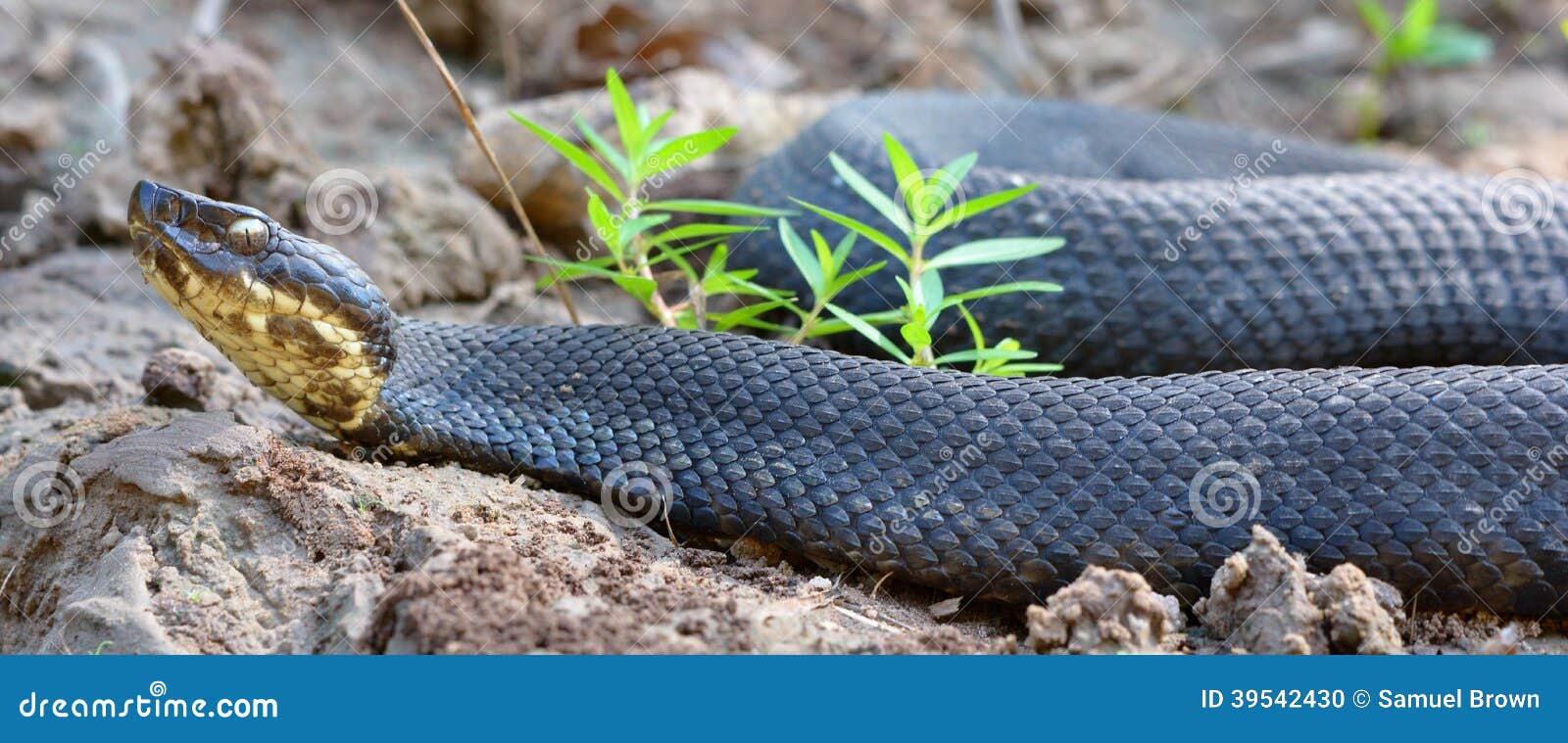 Agkistrodon Piscivorous Leucostoma Royalty-Free Stock Photo ...