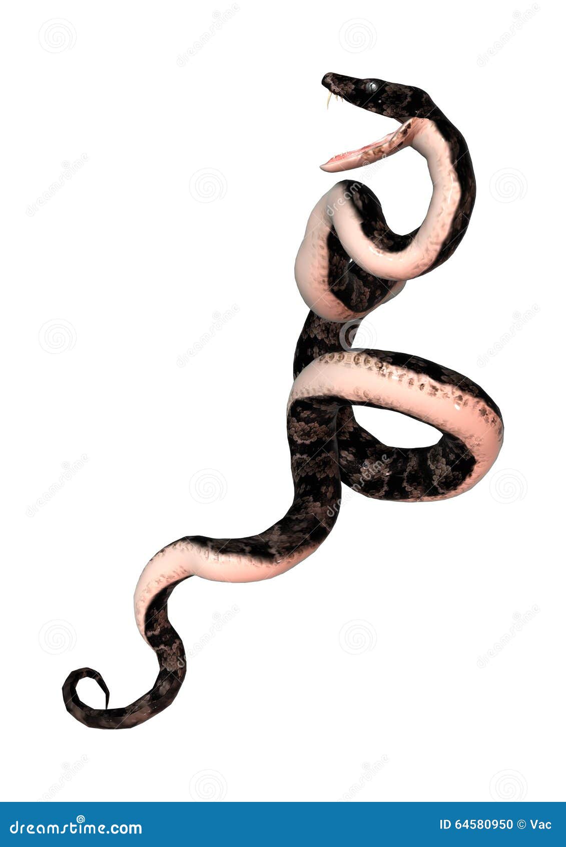 Cottonmouth Snake Stock Illustrations – 63 Cottonmouth Snake Stock ...