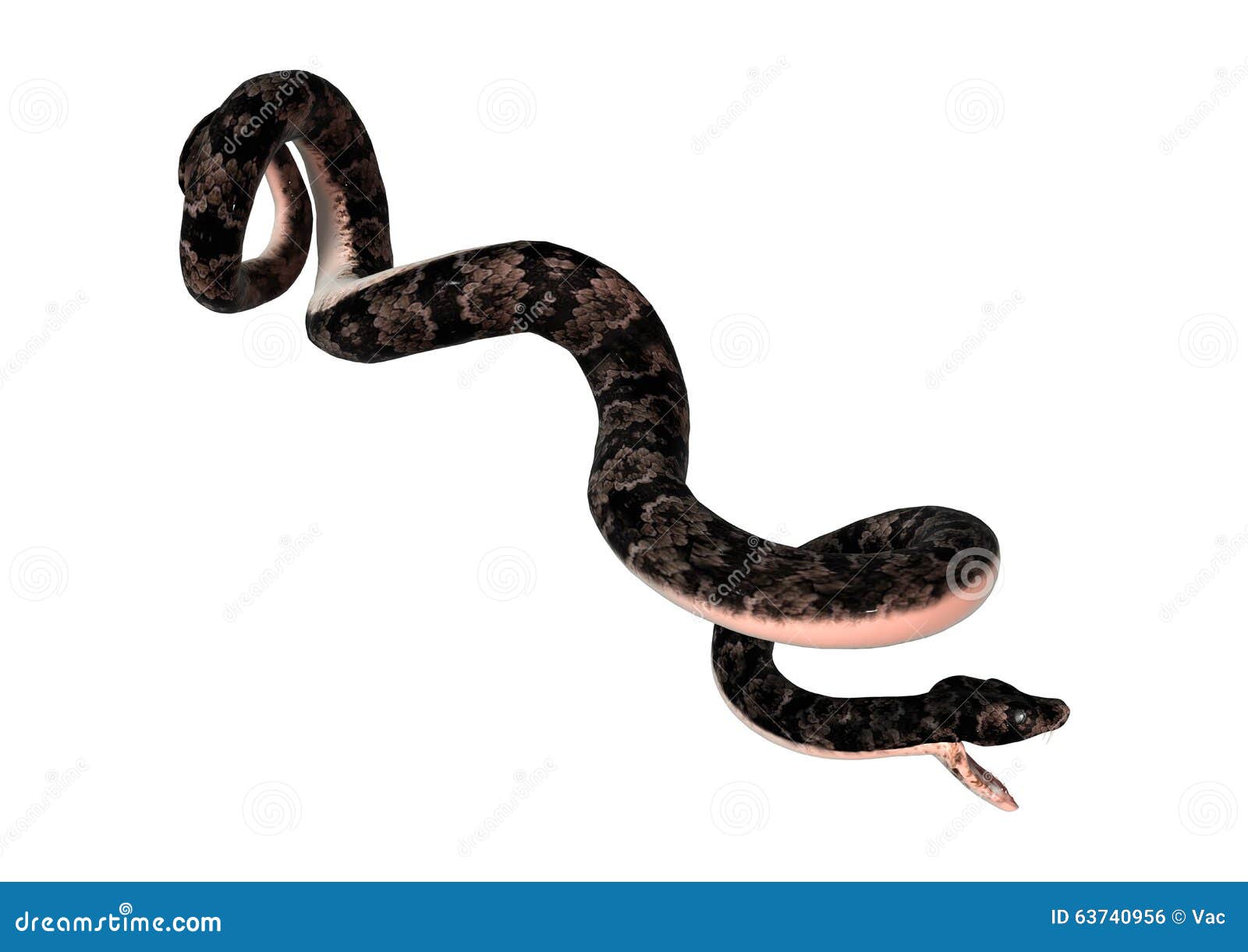 Cottonmouth Snake on White stock illustration. Illustration of deadly ...