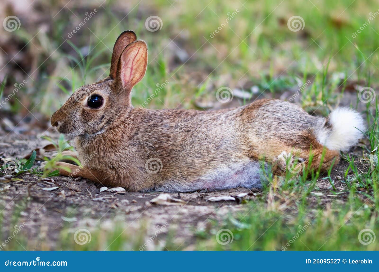 Cottontail bunny rabbit stock image. Image of lepus, brown - 26095527