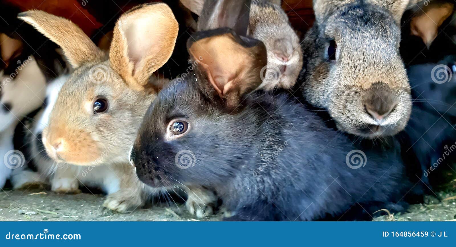 Cottontail Bunny Rabbit on Animal Farm Stock Image - Image of closeup ...