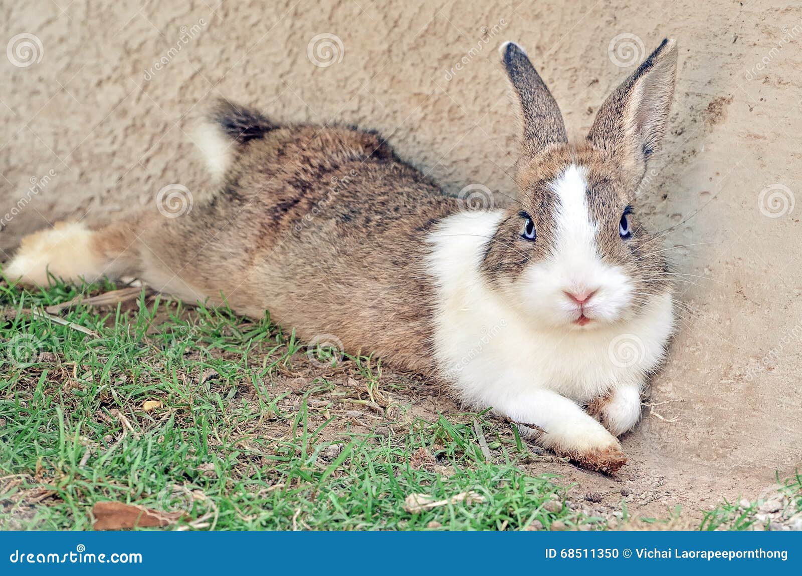 Cottontail Bunny Rabbit on Animal Farm Stock Photo - Image of lepus ...