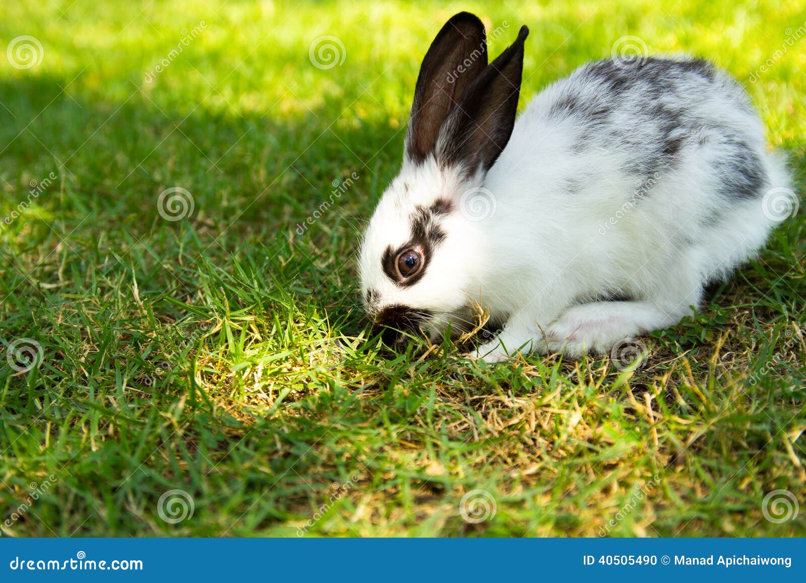 Cottontail Bunny Rabbit Eating Grass Stock Photo - Image of cottontail ...