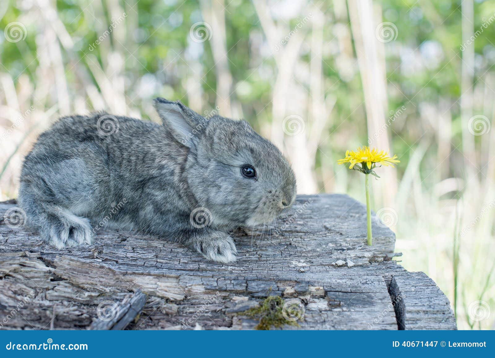 Cottontail Bunny Rabbit Eating Grass Stock Image - Image of animal ...