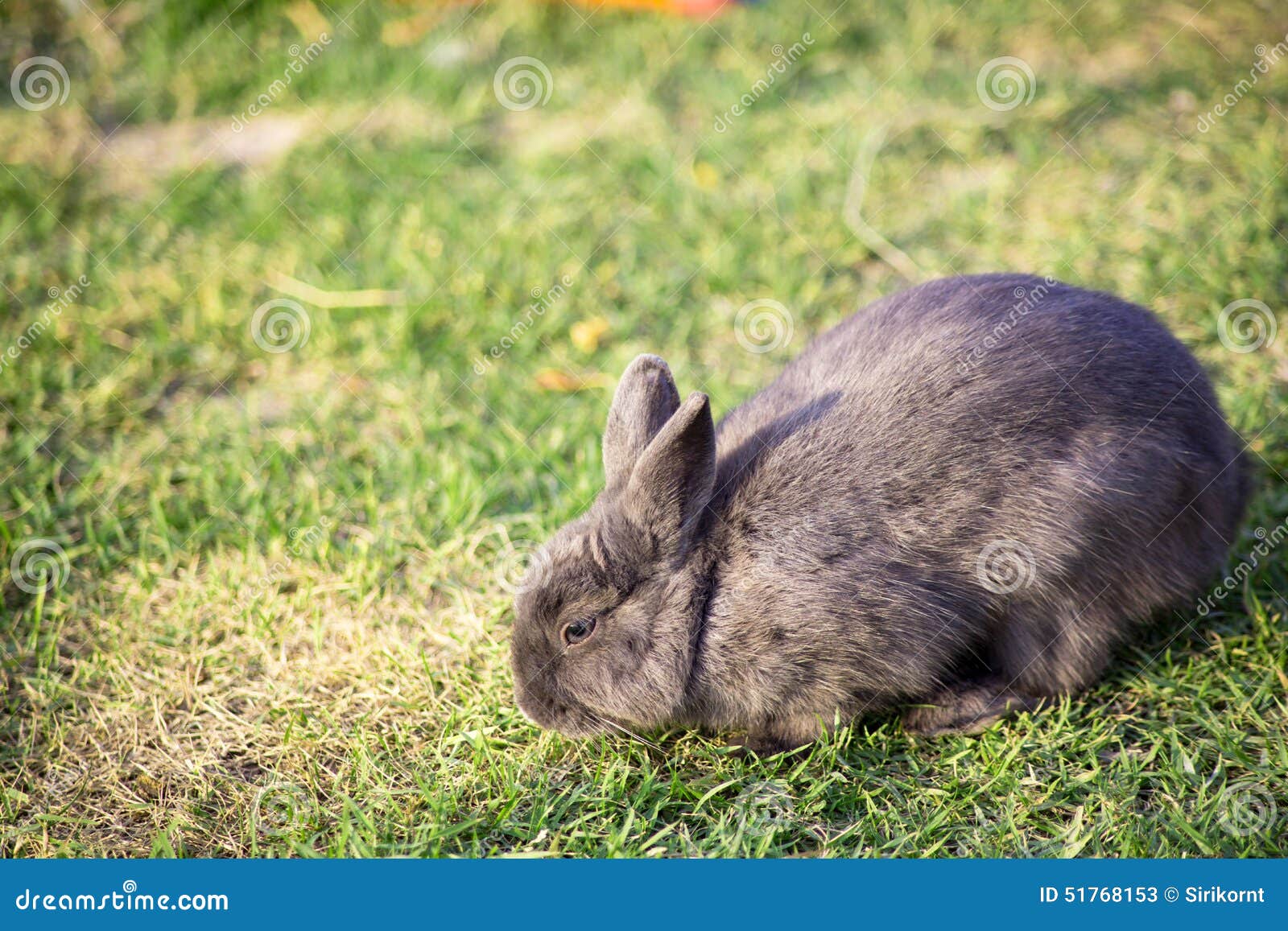Cottontail Bunny Rabbit Eating Grass in the Garden Stock Image - Image ...