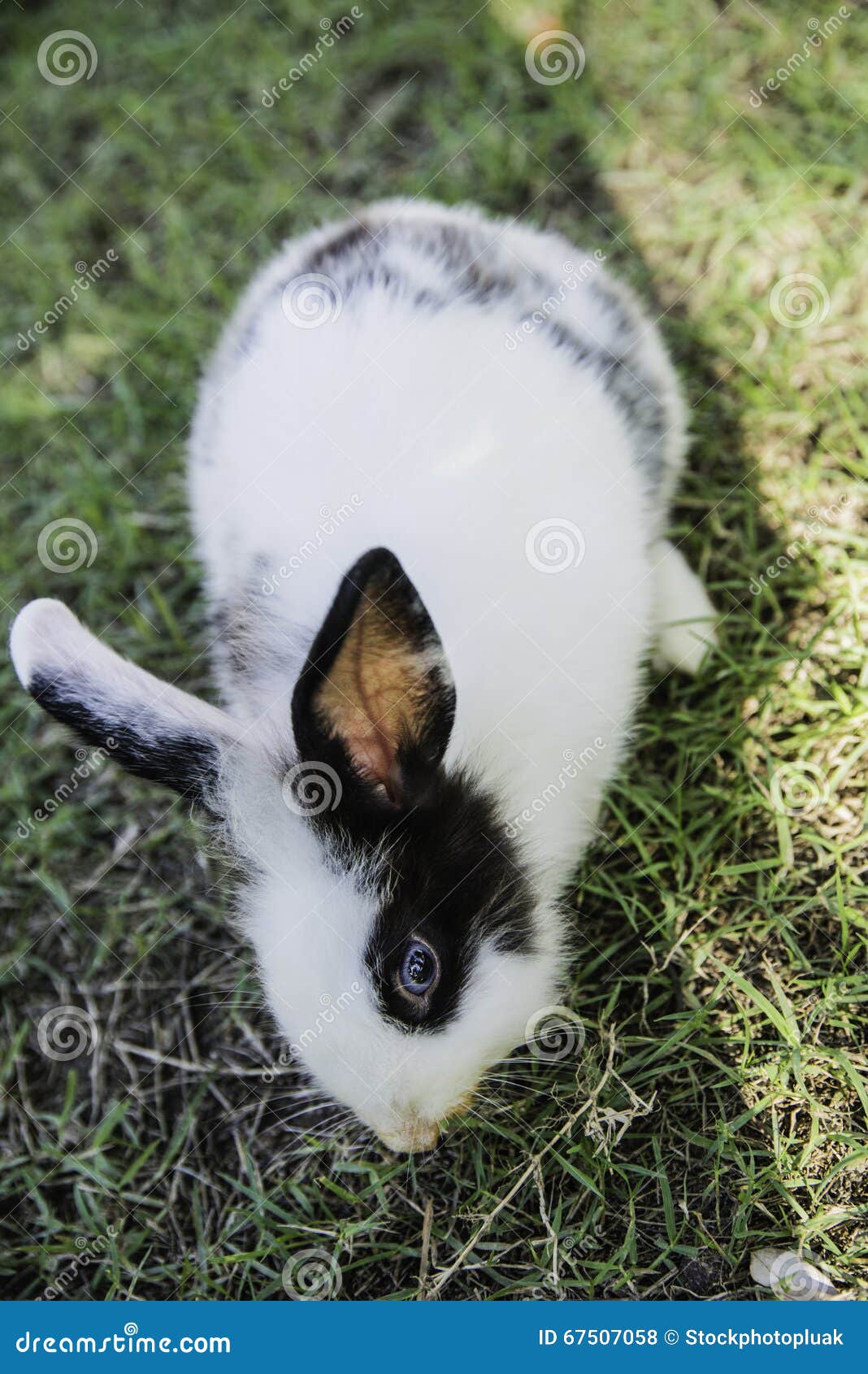 Cottontail Bunny Rabbit Eating Grass in the Garden Stock Photo - Image ...