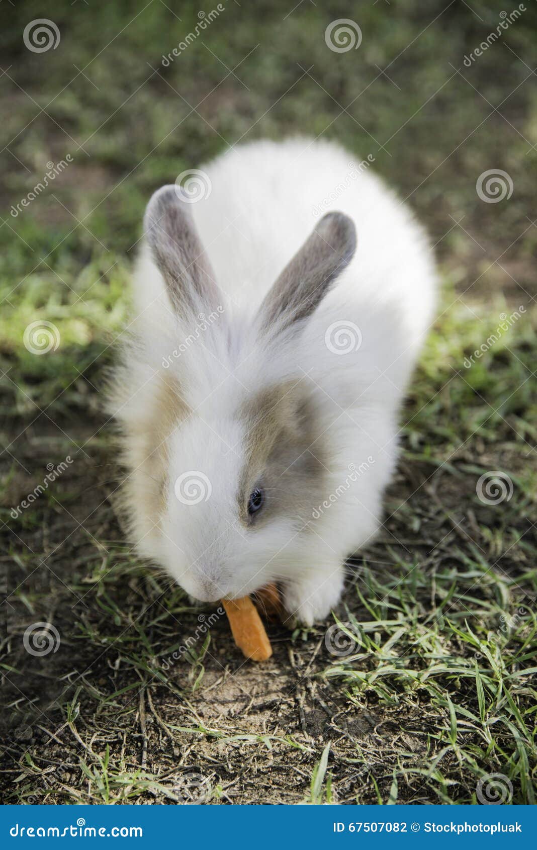 Cottontail Bunny Rabbit Eating Grass in the Garden Stock Photo - Image ...