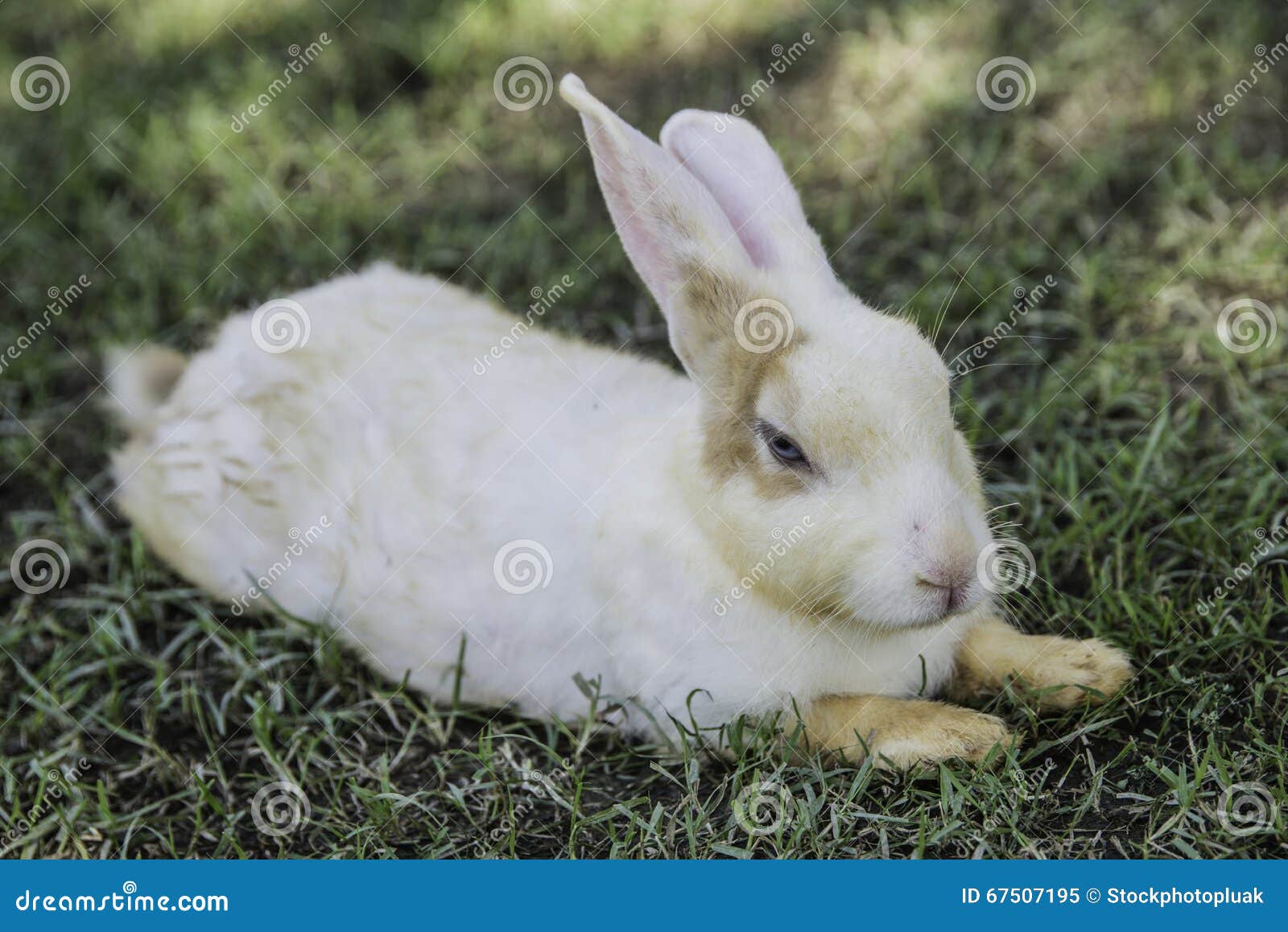 Cottontail Bunny Rabbit Eating Grass in the Garden Stock Image - Image ...