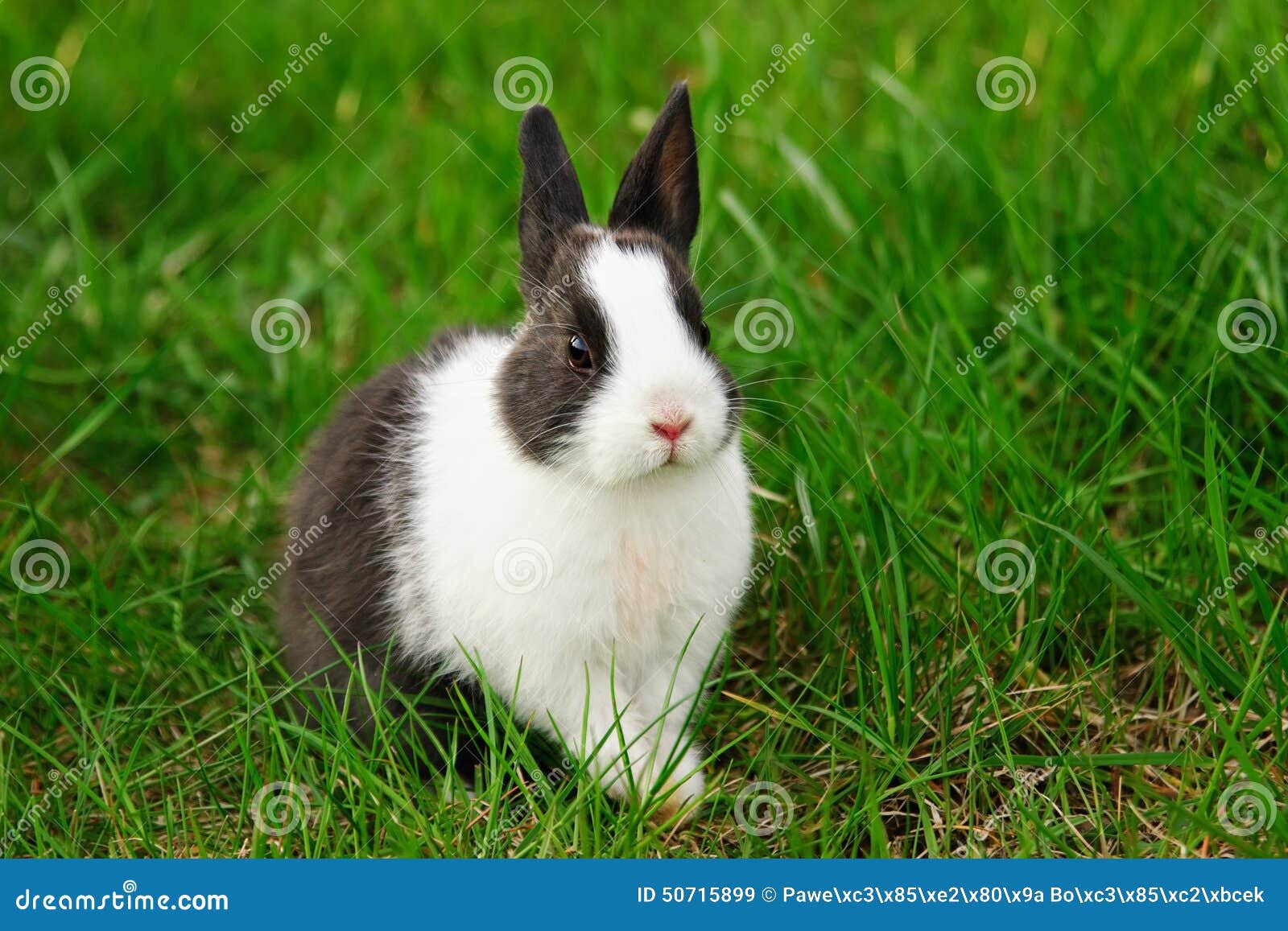 Cottontail Bunny Rabbit Eating Grass in the Garden Stock Image - Image ...