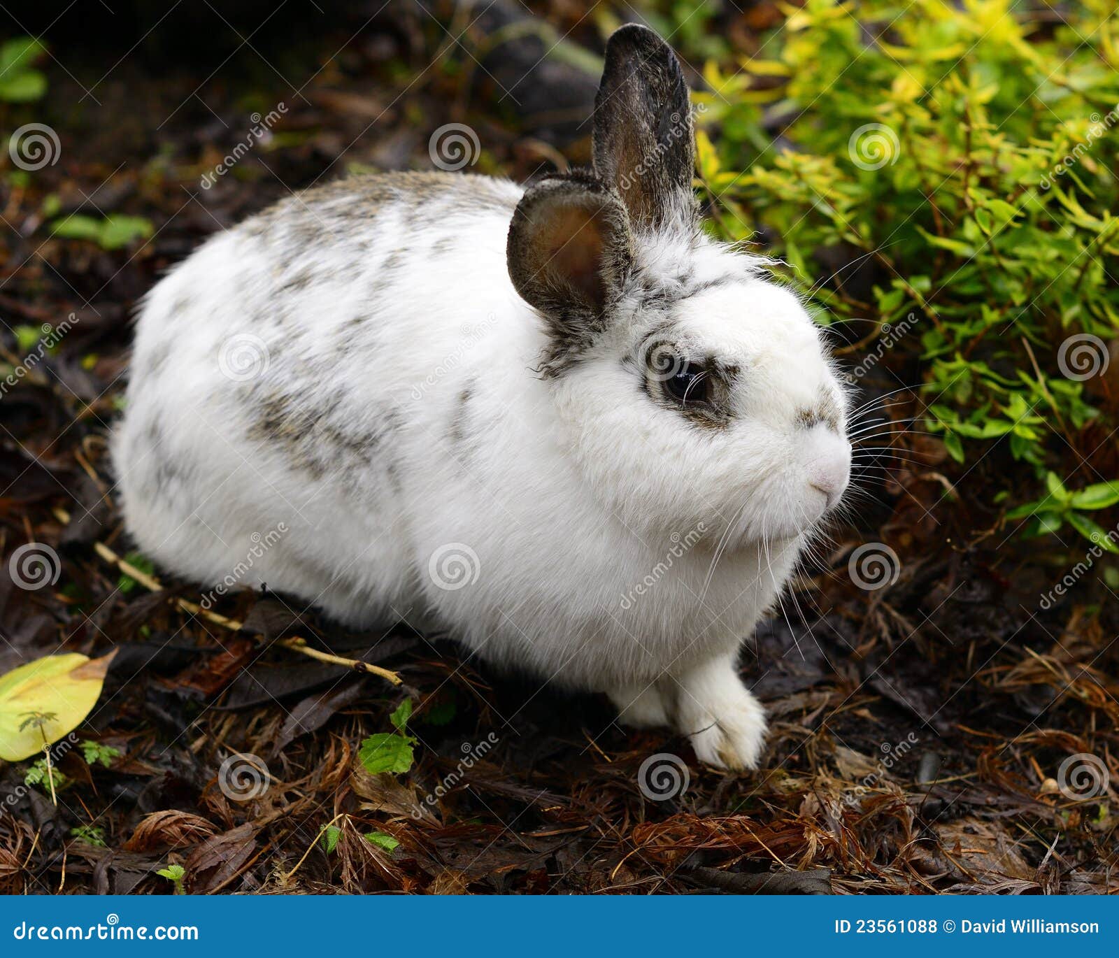Cottontail Easter Bunny stock photo. Image of easter - 23561088