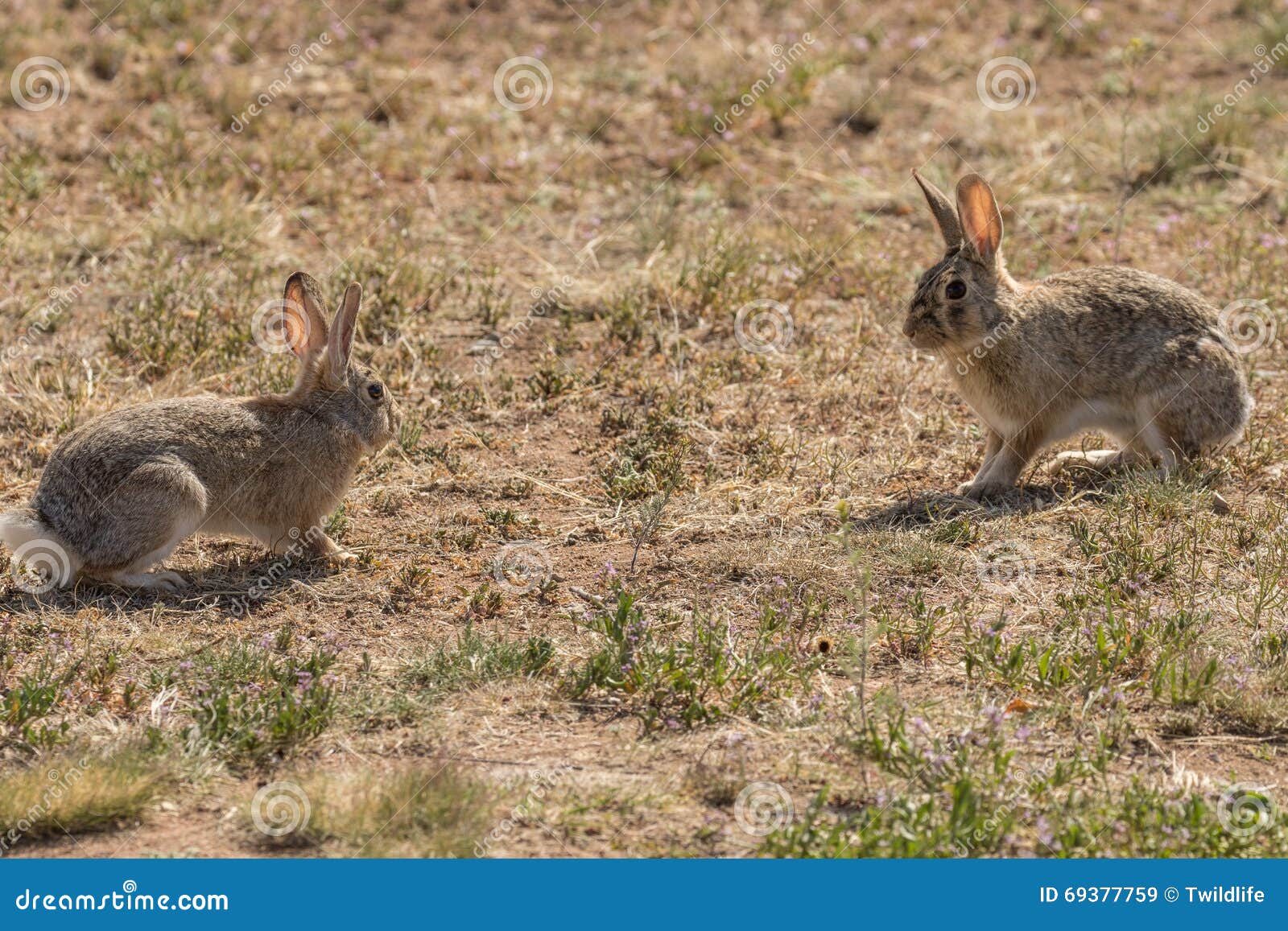 Cottontail Face Off stock image. Image of wildlife, nature - 69377759