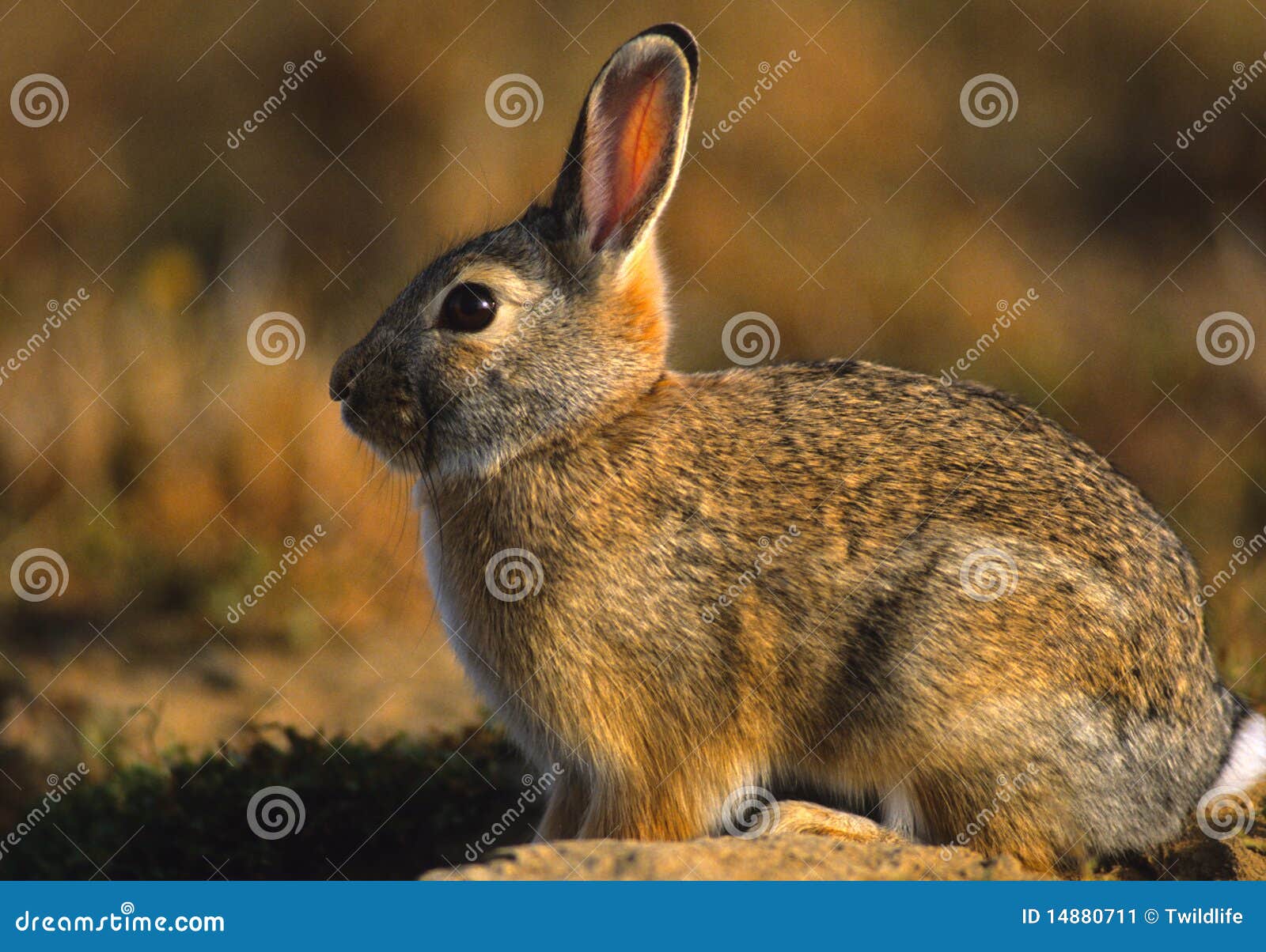 Cottontail in Great Light stock image. Image of brown - 14880711