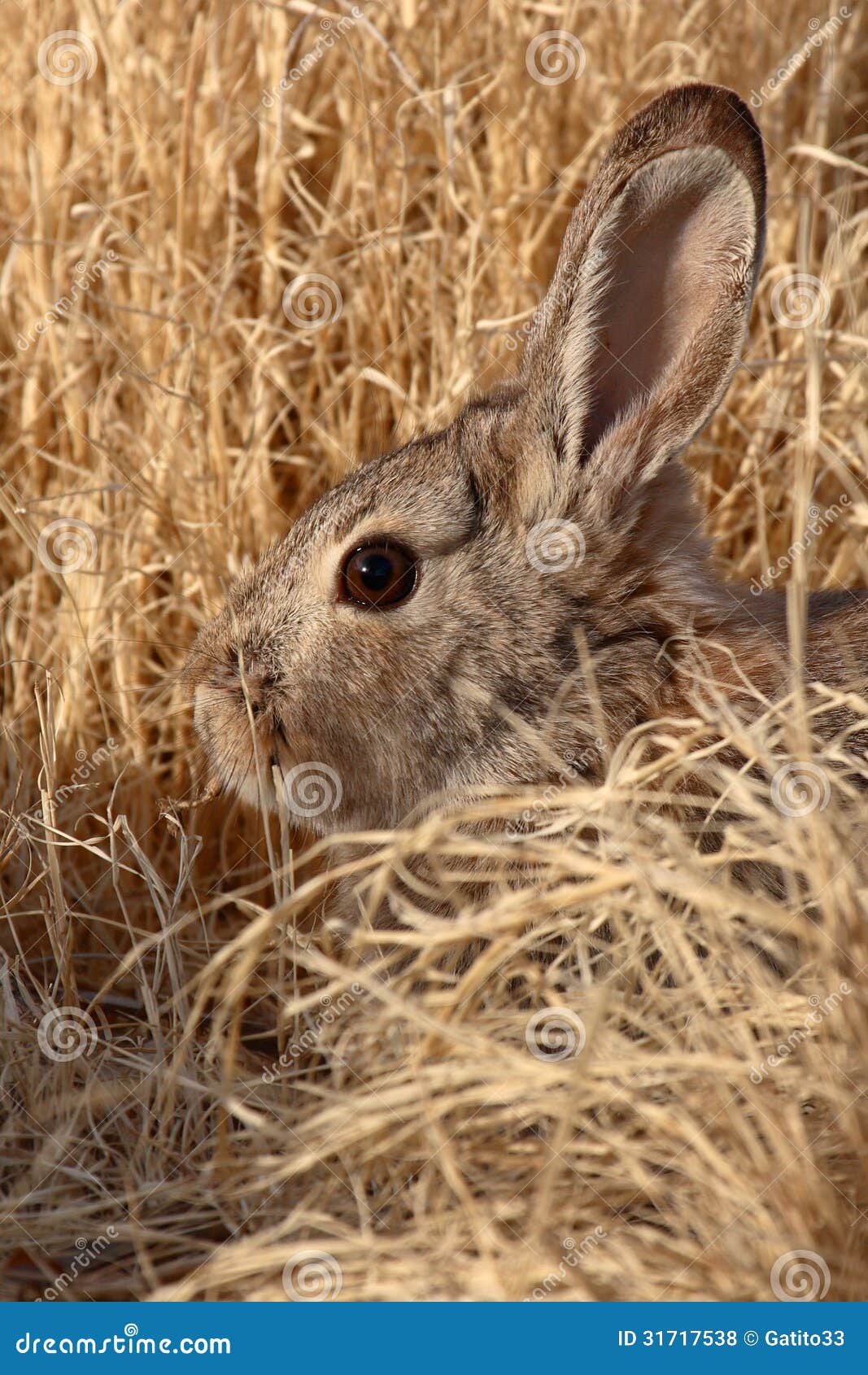 Cottontail Hiding stock photo. Image of wild, eastern - 31717538