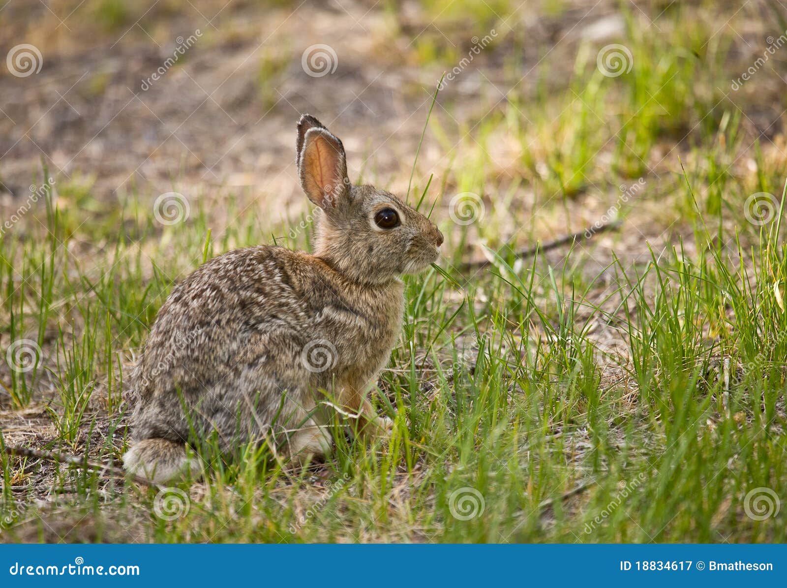 Cottontail Rabbit In Jeddah, Saudi Arabia Royalty-Free Stock Image ...