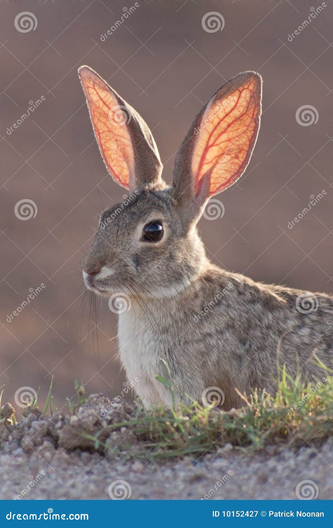 Cottontail Rabbit stock image. Image of hare, animal - 10152427