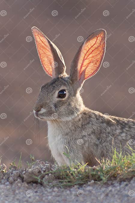 Cottontail Rabbit stock image. Image of hare, animal - 10152427