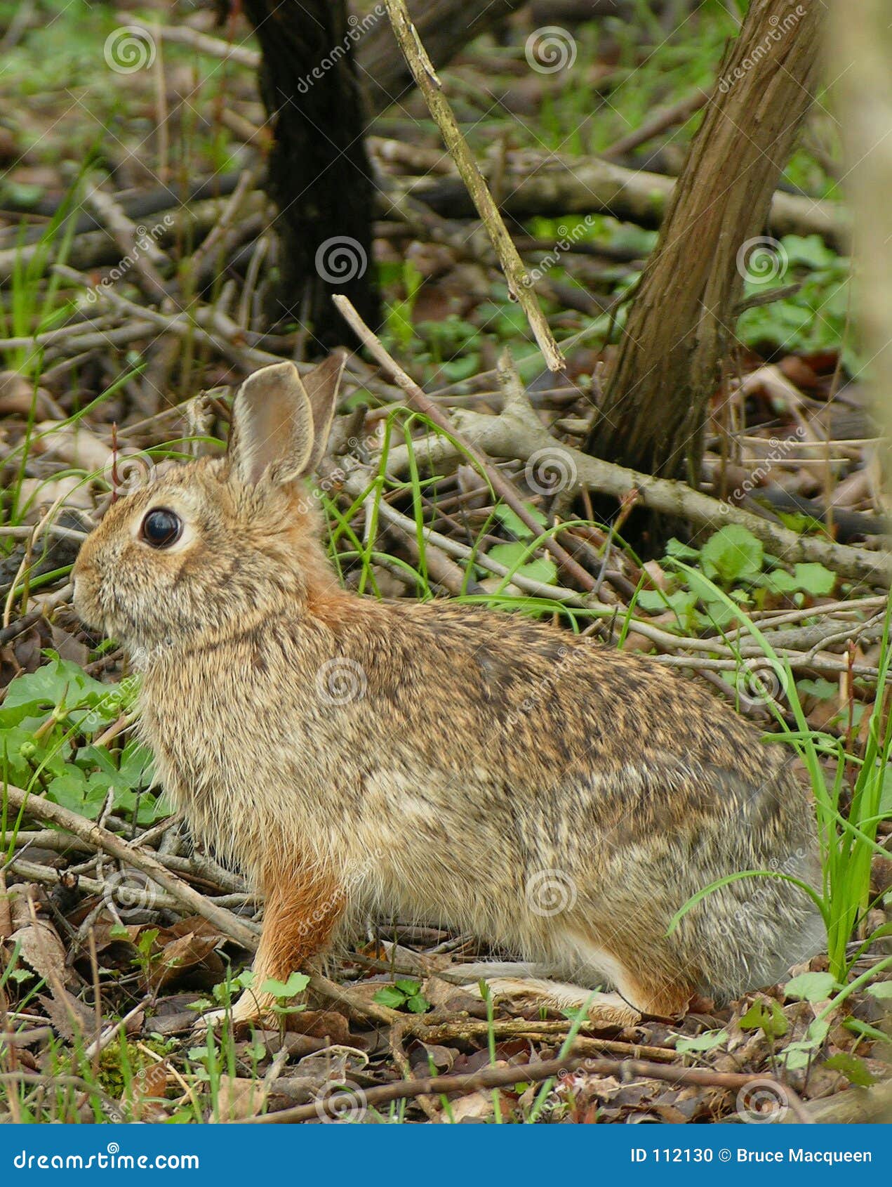 Cottontail Rabbit stock photo. Image of parks, animal, outdoors - 112130