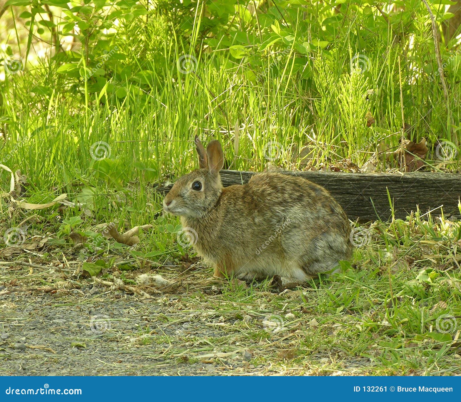 Cottontail Rabbit 2 stock image. Image of rodent, nature - 132261