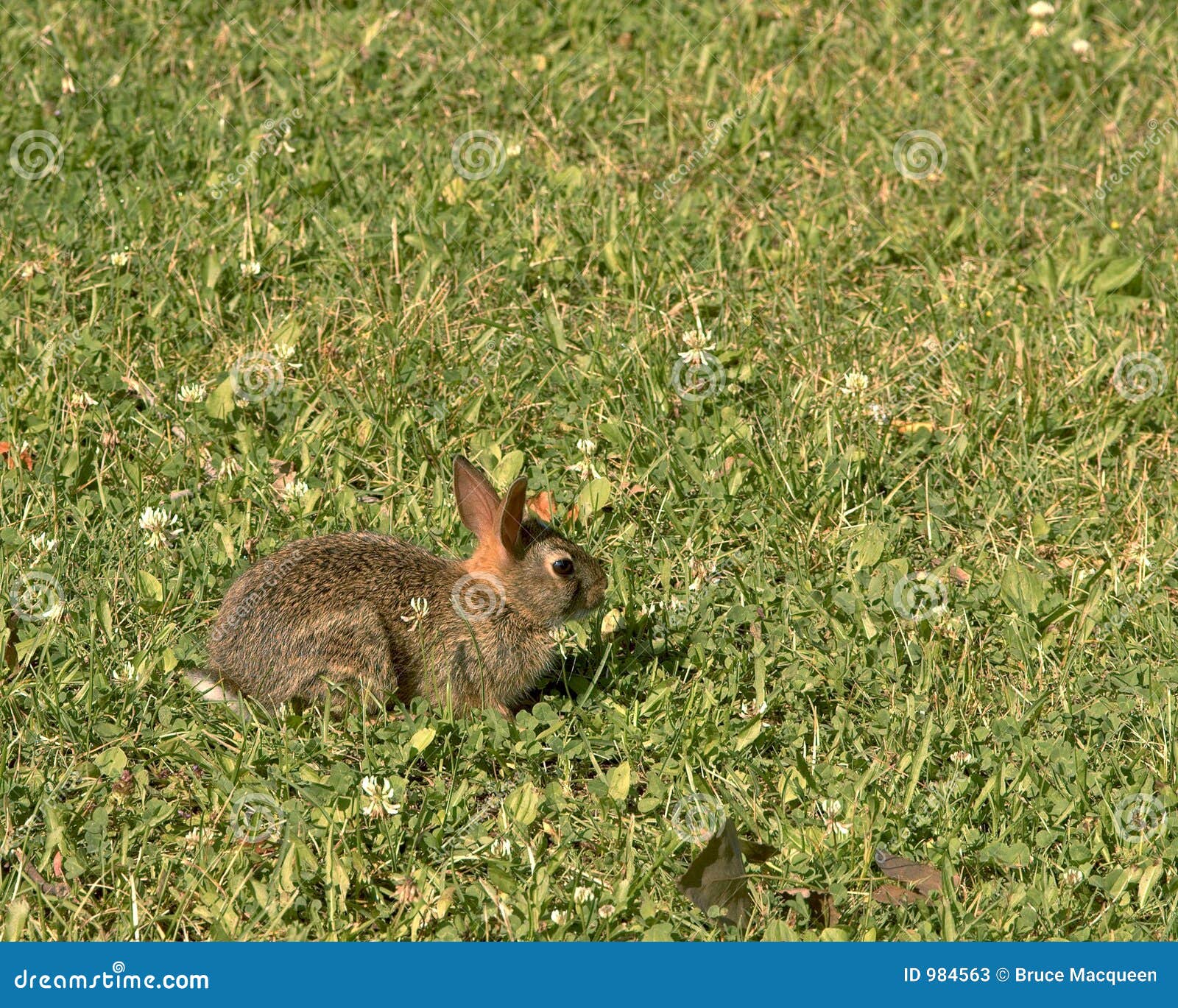 Cottontail Rabbit 2 stock image. Image of bunny, grass - 984563