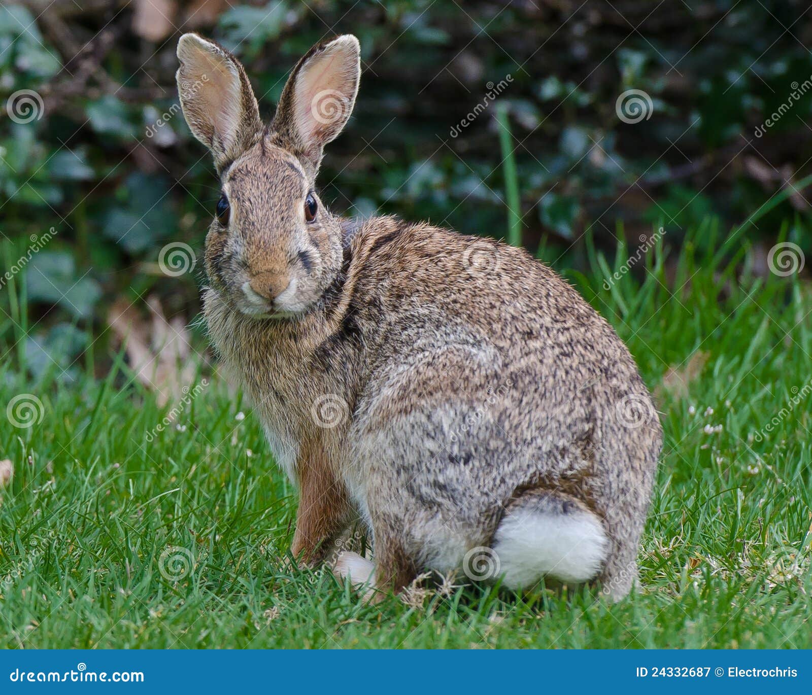 Cottontail Rabbit stock image. Image of bunny, nose, eyes - 24332687