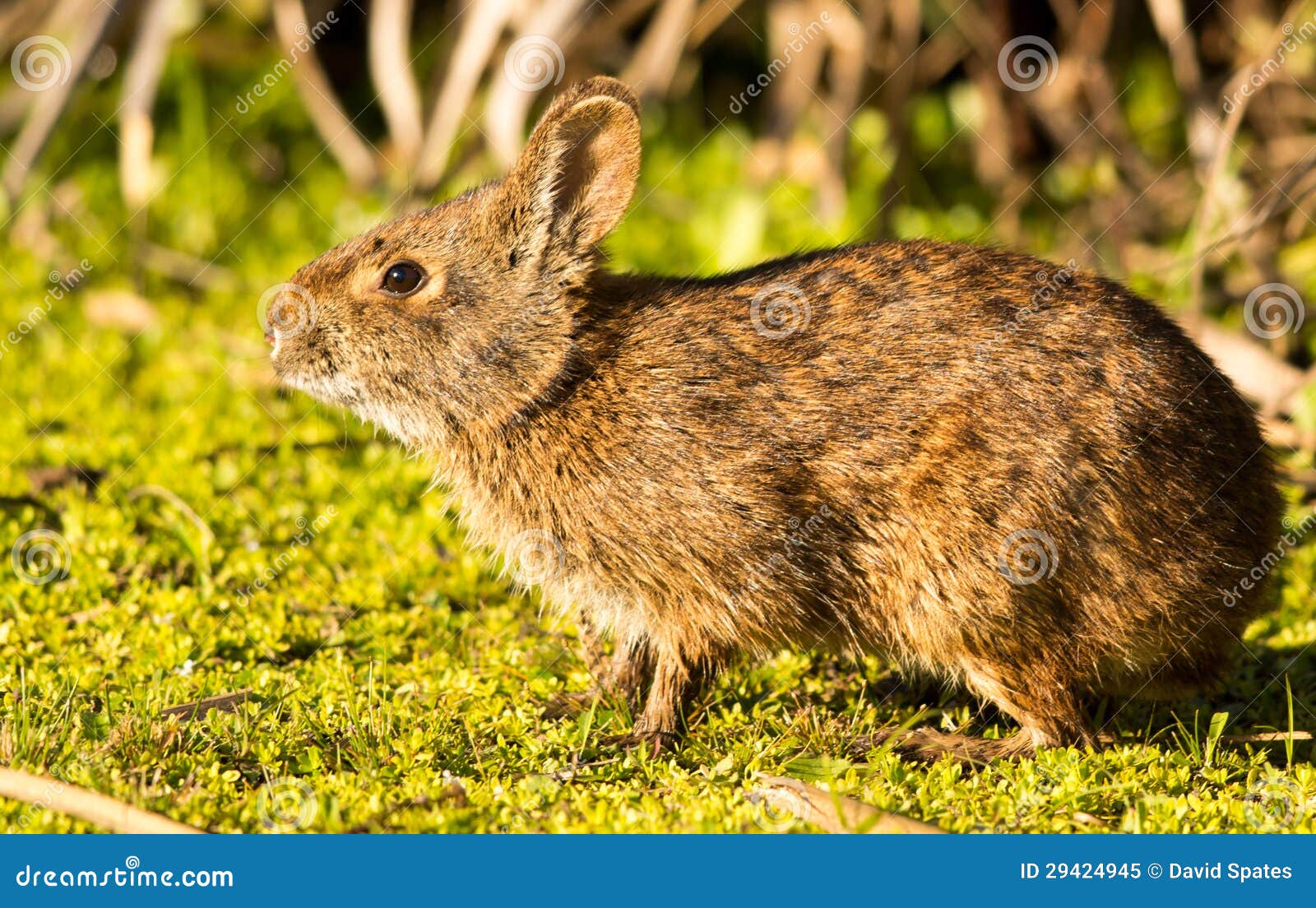 Cottontail Rabbit stock image. Image of grass, cottontail - 29424945