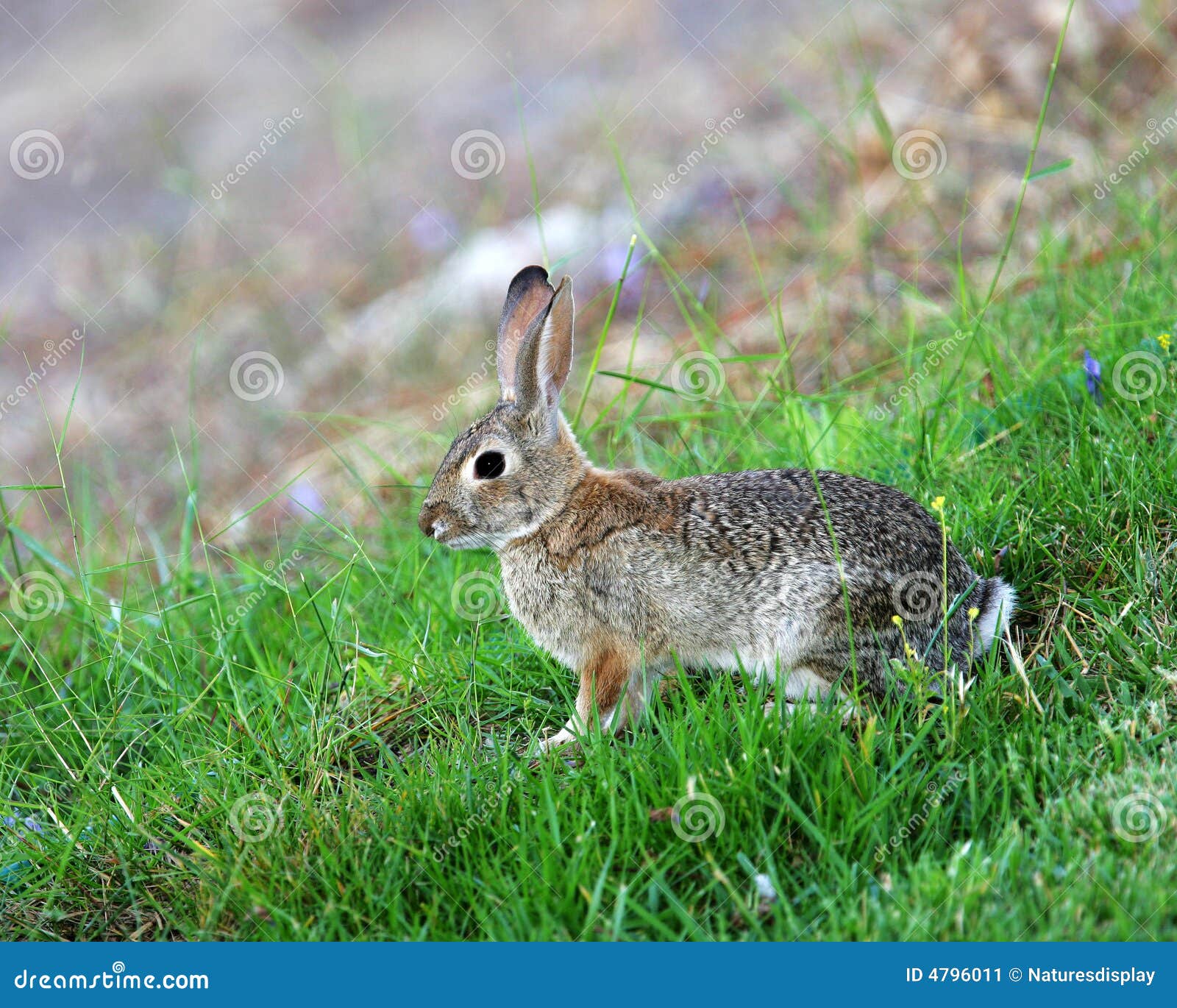 Cottontail Rabbit In Jeddah, Saudi Arabia Royalty-Free Stock Image ...