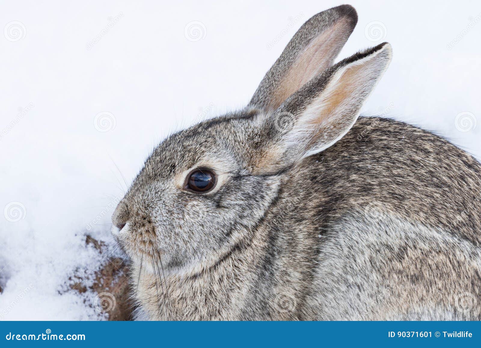 Cottontail Rabbit Close Up stock image. Image of winter - 90371601