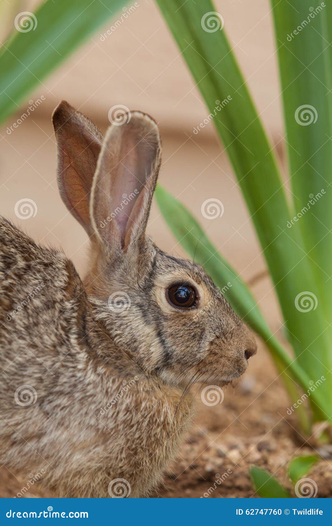 Cottontail Rabbit Close Up Portrait Stock Photo - Image: 62747760
