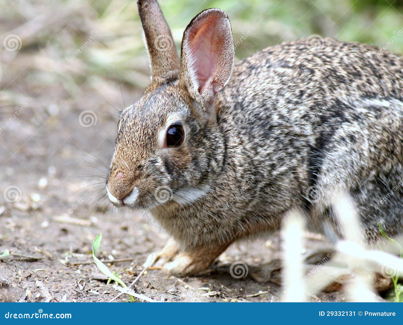 Cottontail Rabbit Closeup stock image. Image of cute - 29332131