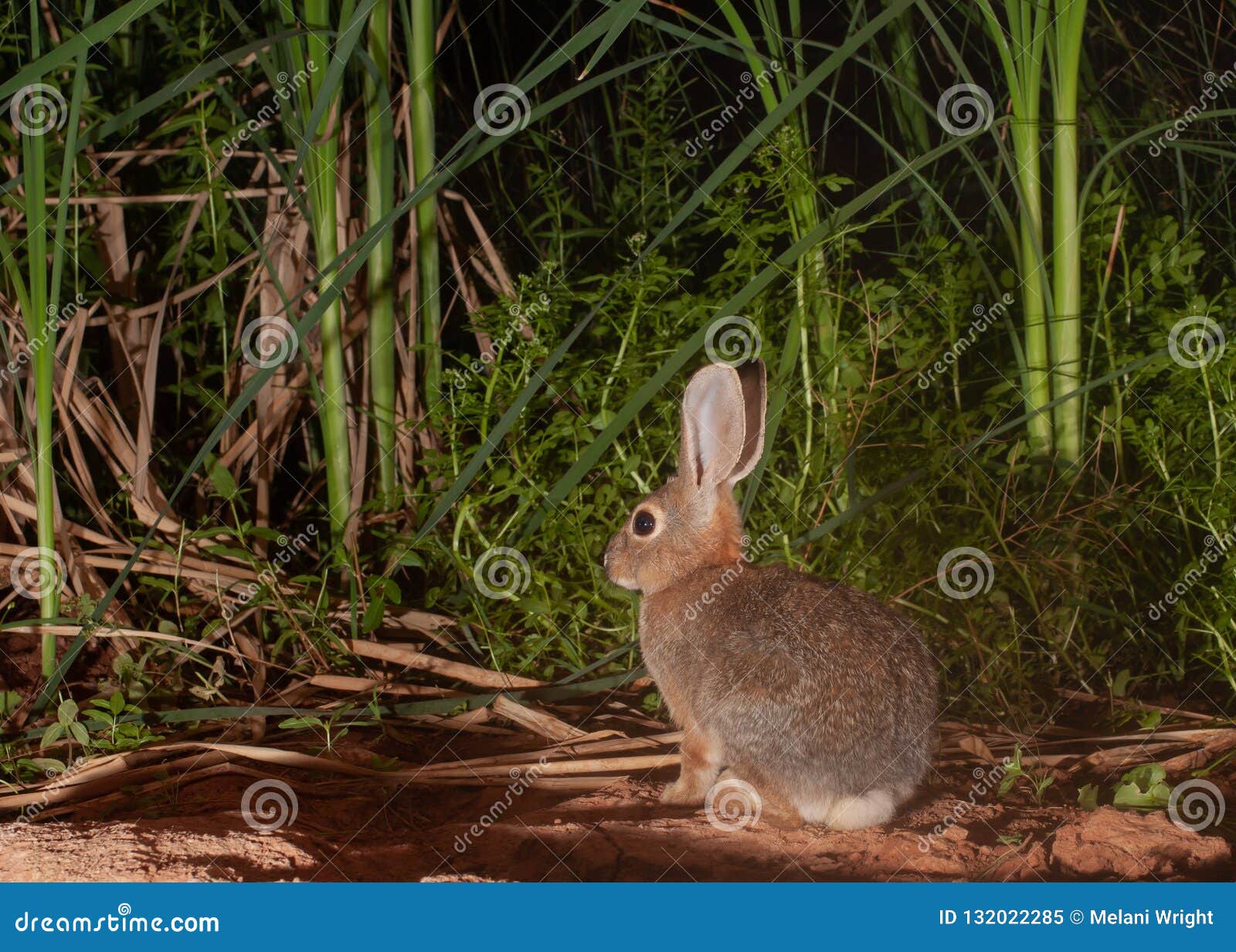 A Cottontail Rabbit Comes To a Spring for a Drink of Water Stock Image ...