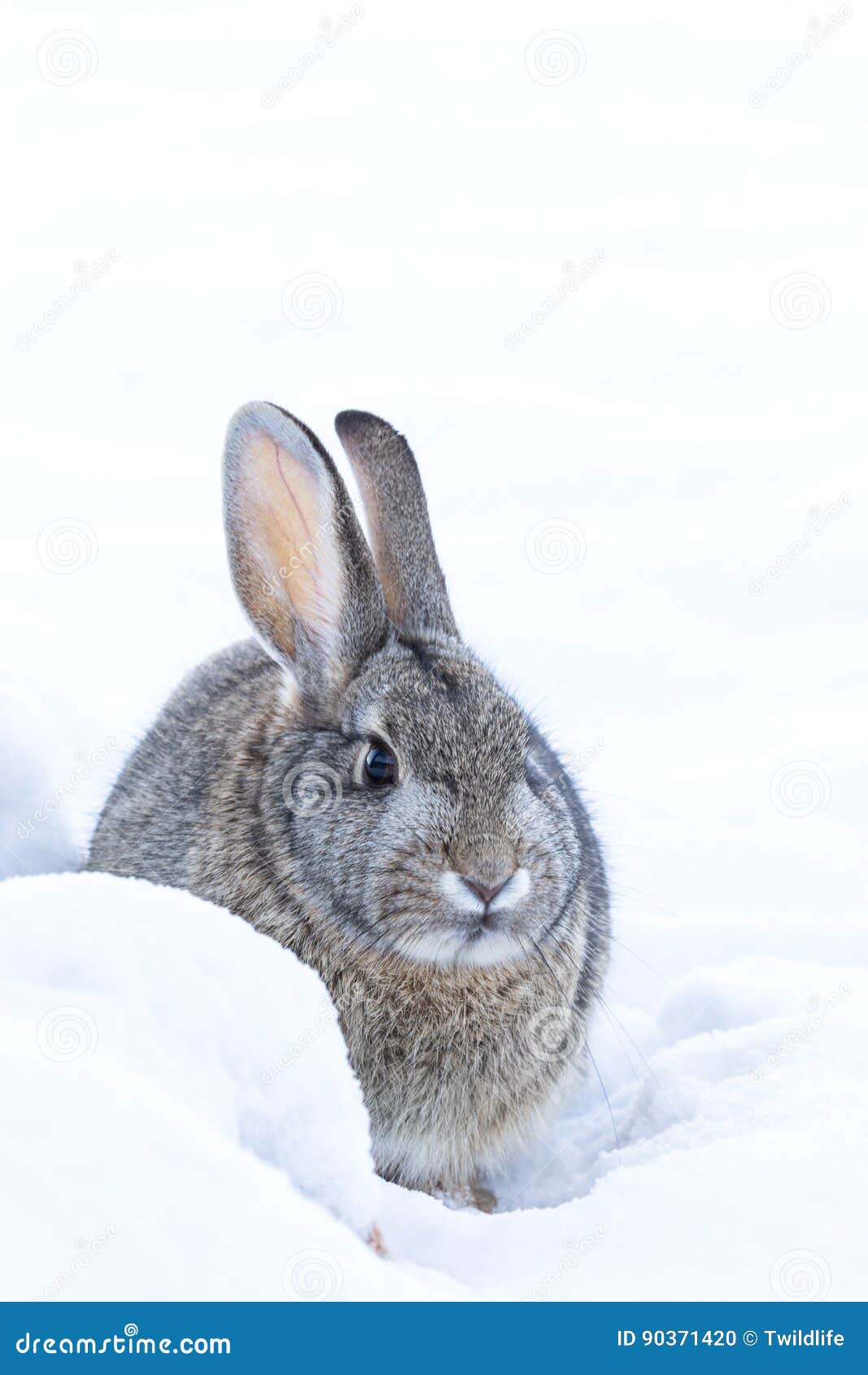 Cottontail Rabbit in Deep Snow Stock Photo - Image of wildlife, rabbit ...