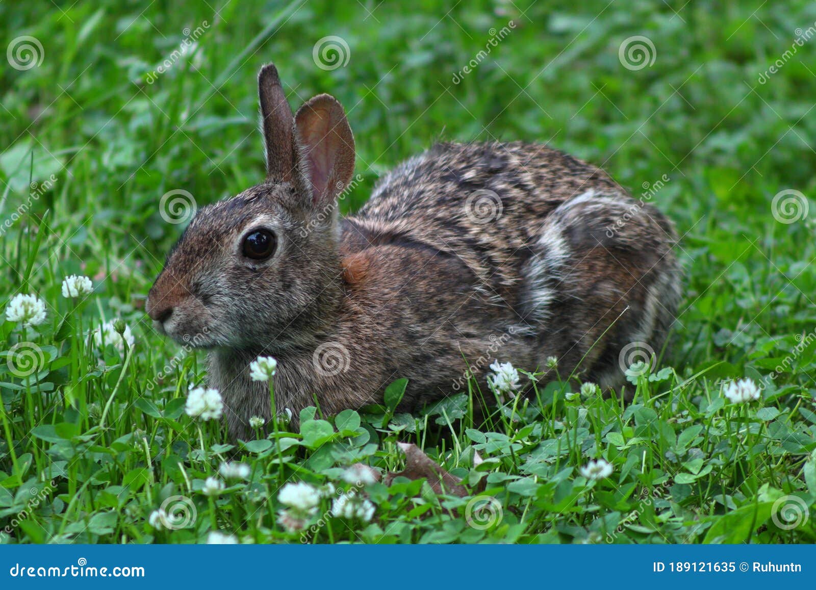 Cottontail Rabbit Eating Grass and White Clover on a Spring Day in ...