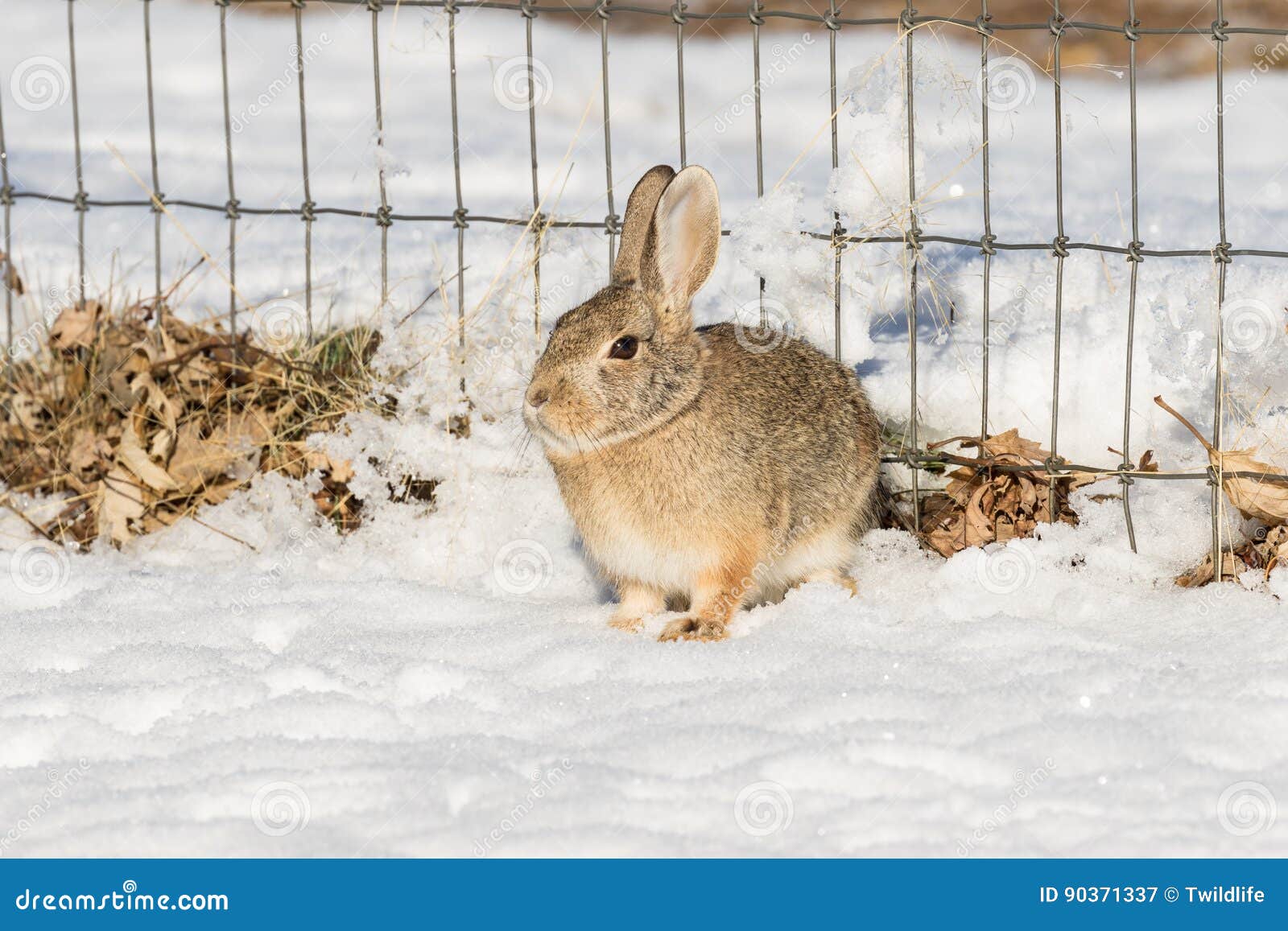 Cottontail Rabbit by Fence in Snow Stock Image - Image of winter ...
