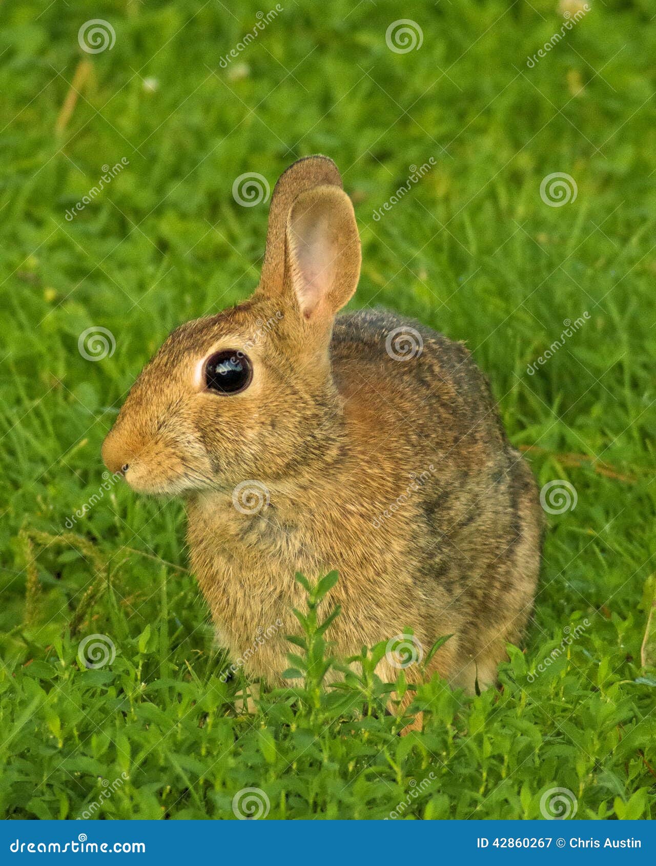 Cottontail Rabbit stock image. Image of attention, forest - 42860267