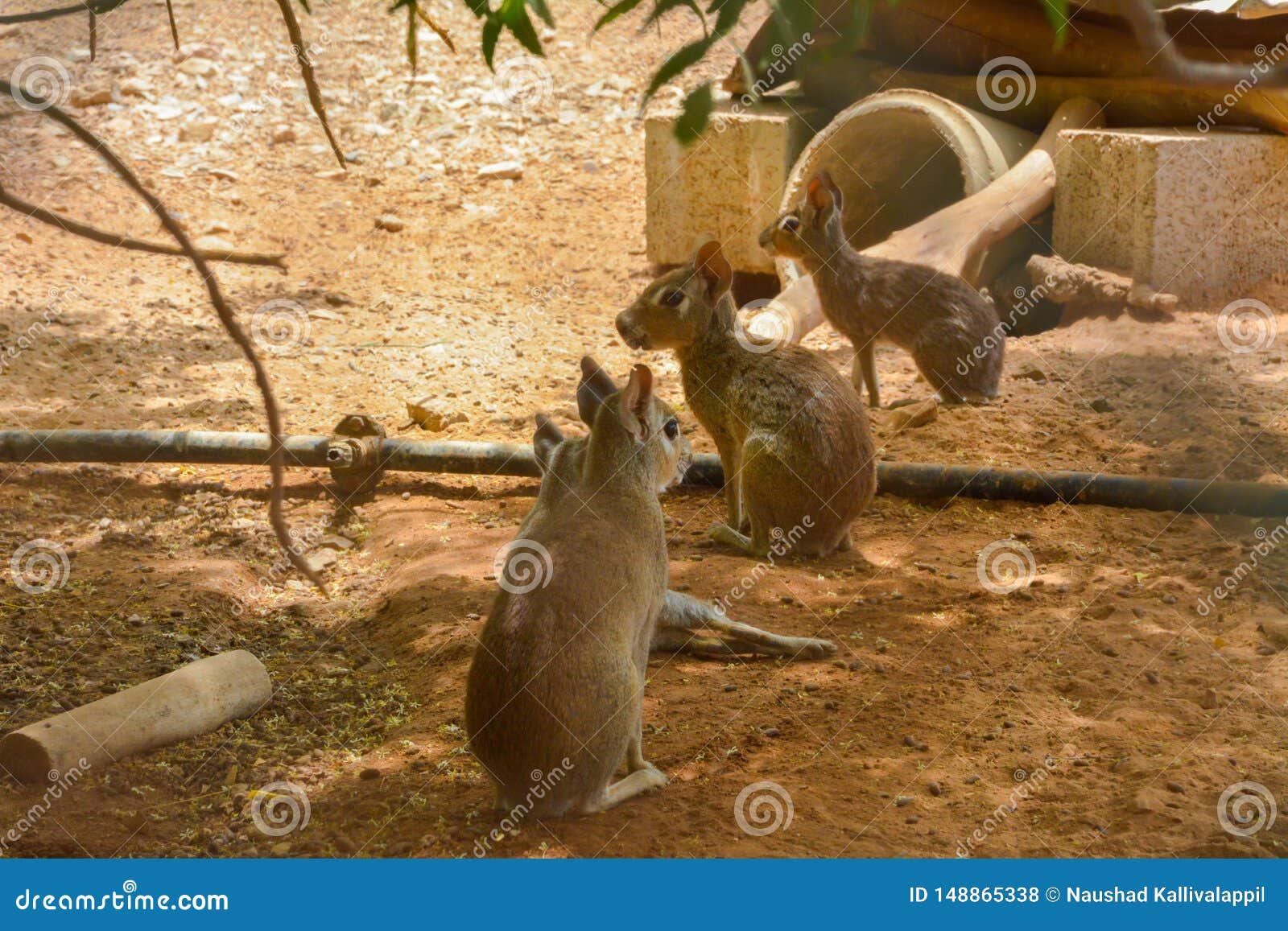 Cottontail Rabbit in the Grass Feild Stock Photo - Image of hare, grass ...