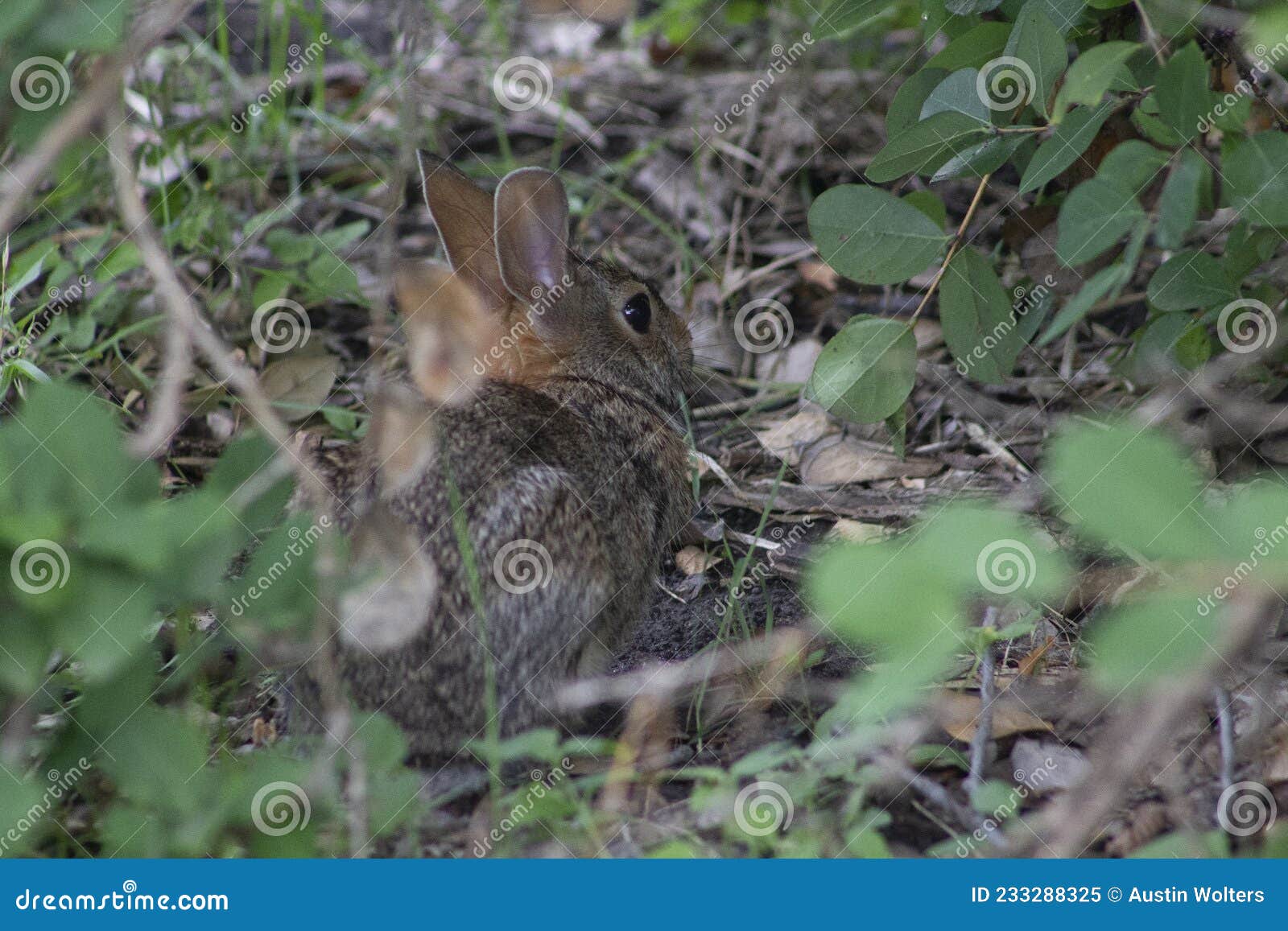 A Cottontail Rabbit Hiding in the Brush Naturally Framed by Vegetation ...