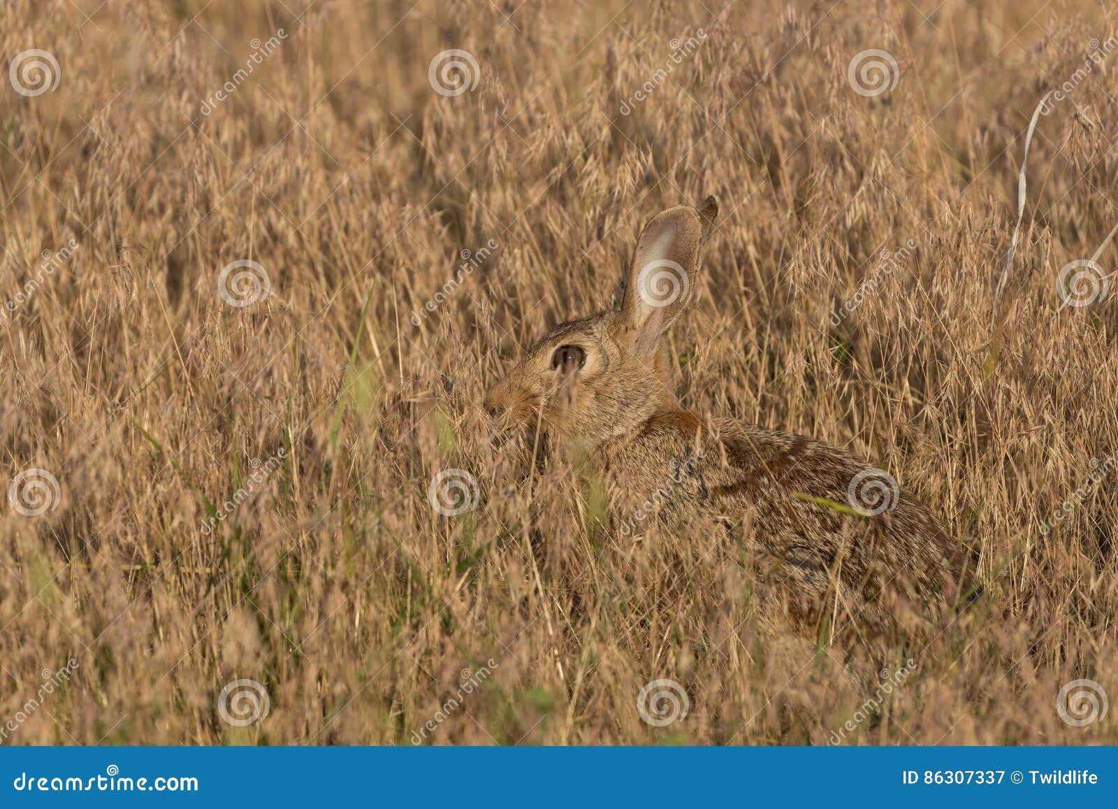 Cottontail Rabbit Hiding stock image. Image of cute, bunny - 86307337