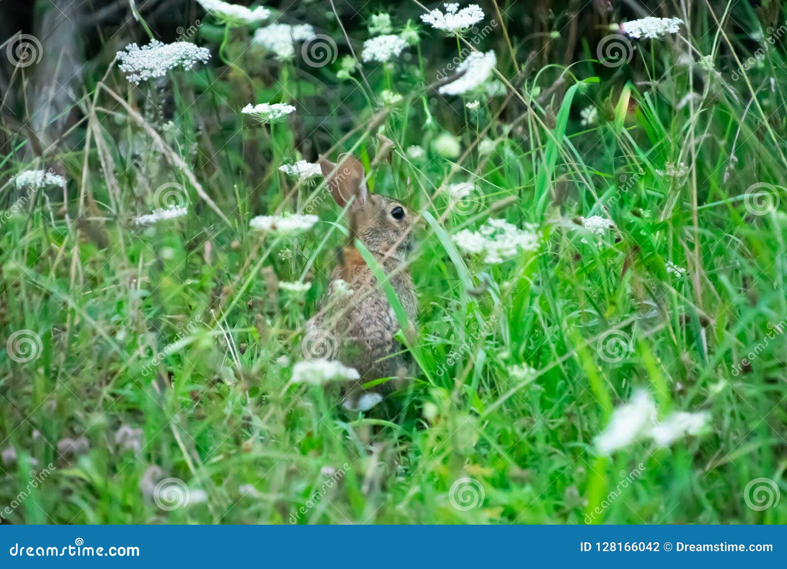 A Cottontail Rabbit Hiding in Tall Grass Stock Photo - Image of ...