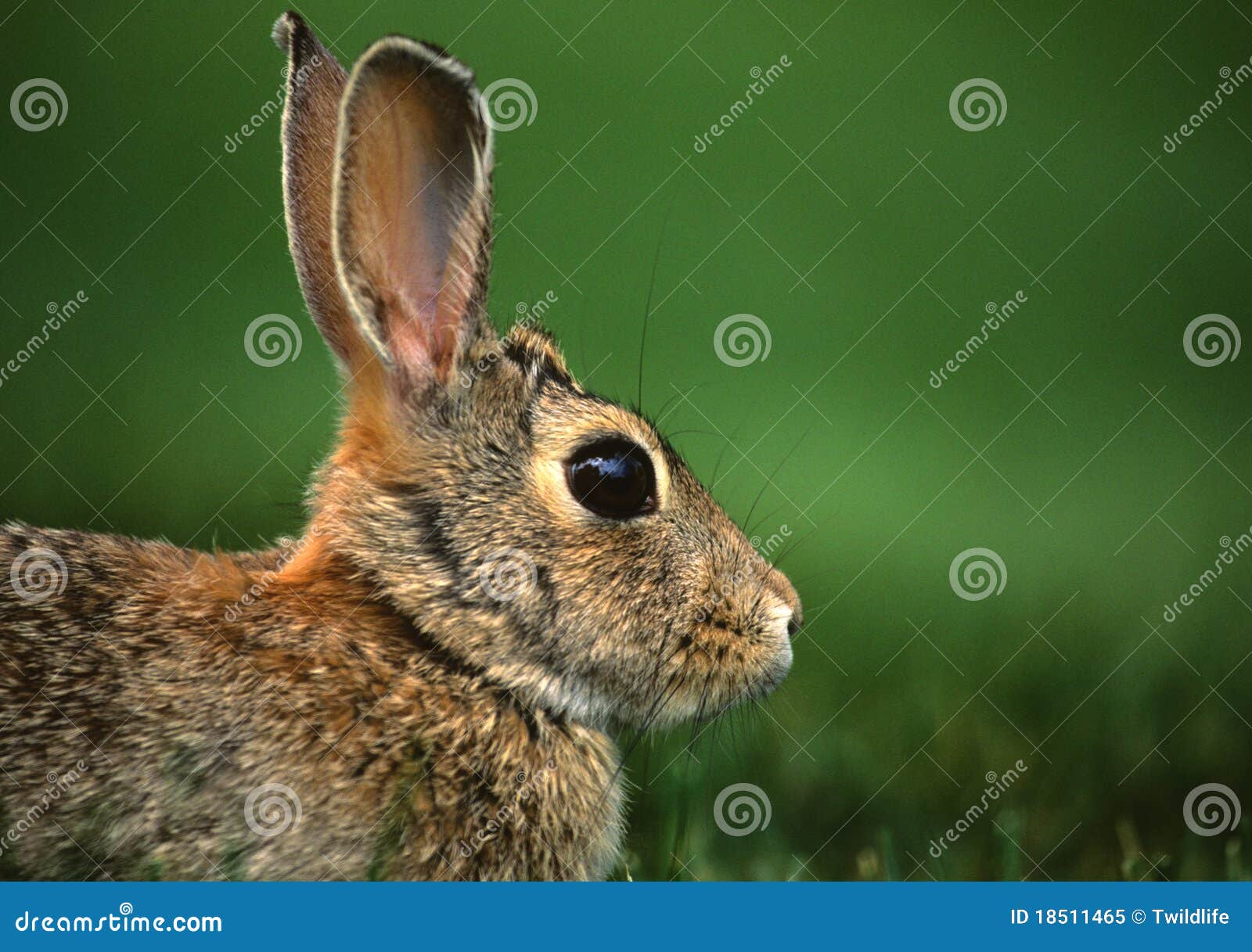 Cottontail Rabbit Portrait stock image. Image of rabbit - 18511465
