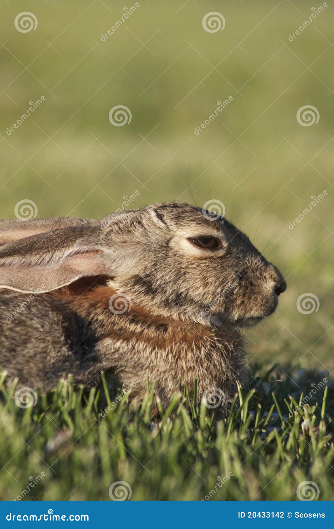 Cottontail Rabbit Portrait stock photo. Image of ears - 20433142