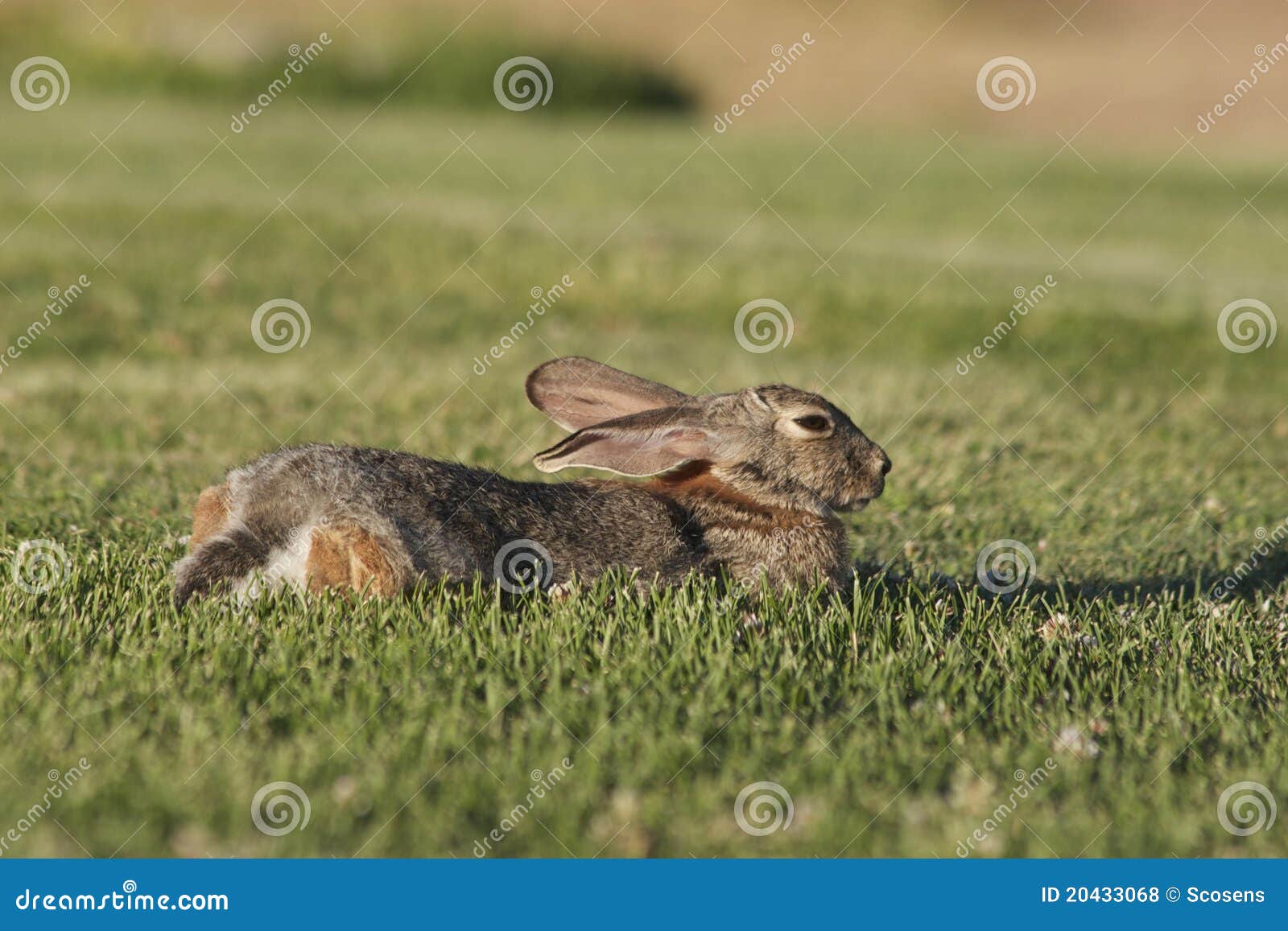 Cottontail Rabbit Resting stock photo. Image of mammal - 20433068