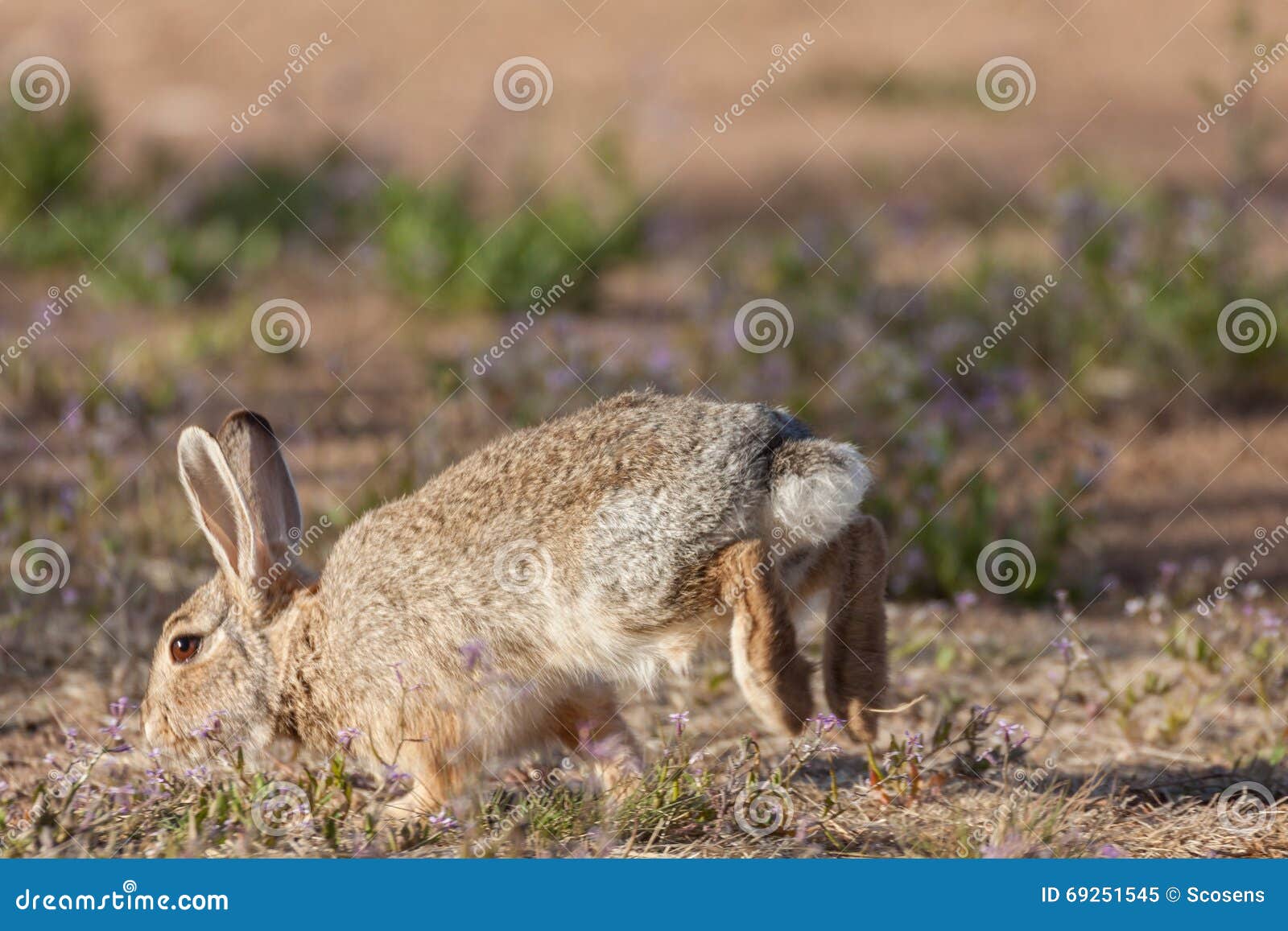 Cottontail Rabbit Running stock image. Image of wildlife - 69251545