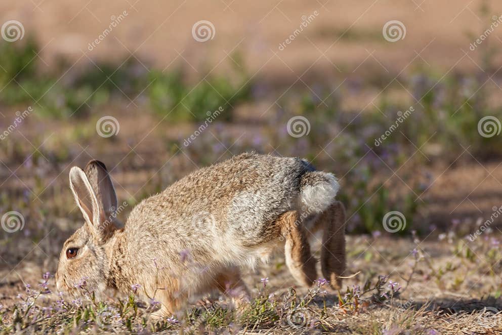 Cottontail Rabbit Running stock image. Image of wildlife - 69251545