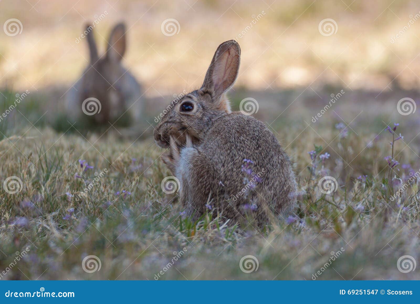 Cottontail Rabbit Scratching Stock Image - Image of wildlife, nature ...