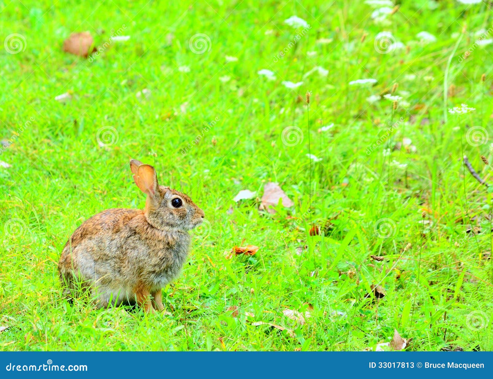 Cottontail Rabbit stock image. Image of field, adorable - 33017813