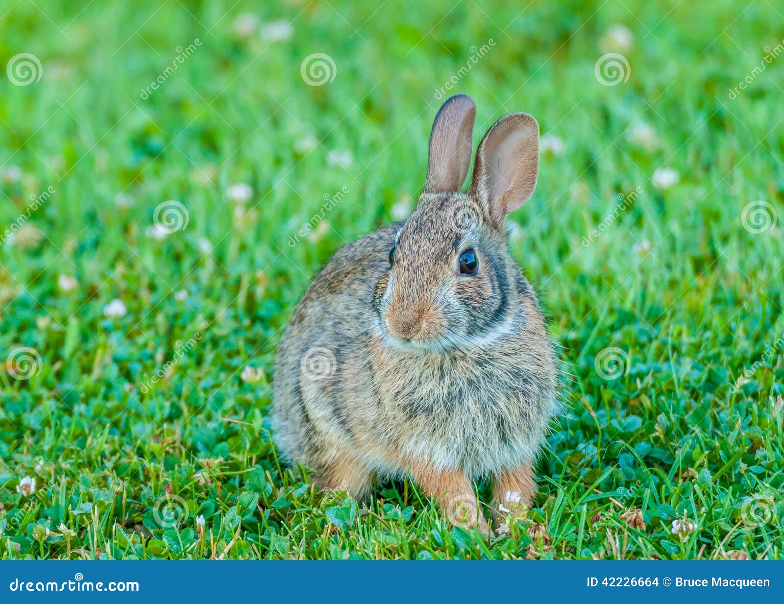 Cottontail Rabbit stock photo. Image of rabbit, rodent - 42226664