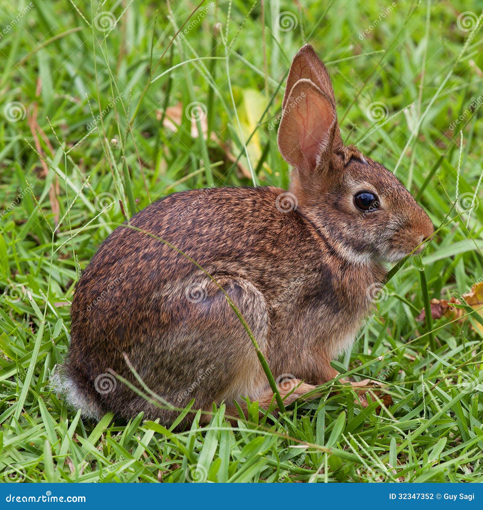 Cottontail rabbit stock photo. Image of legs, head, white - 32347352
