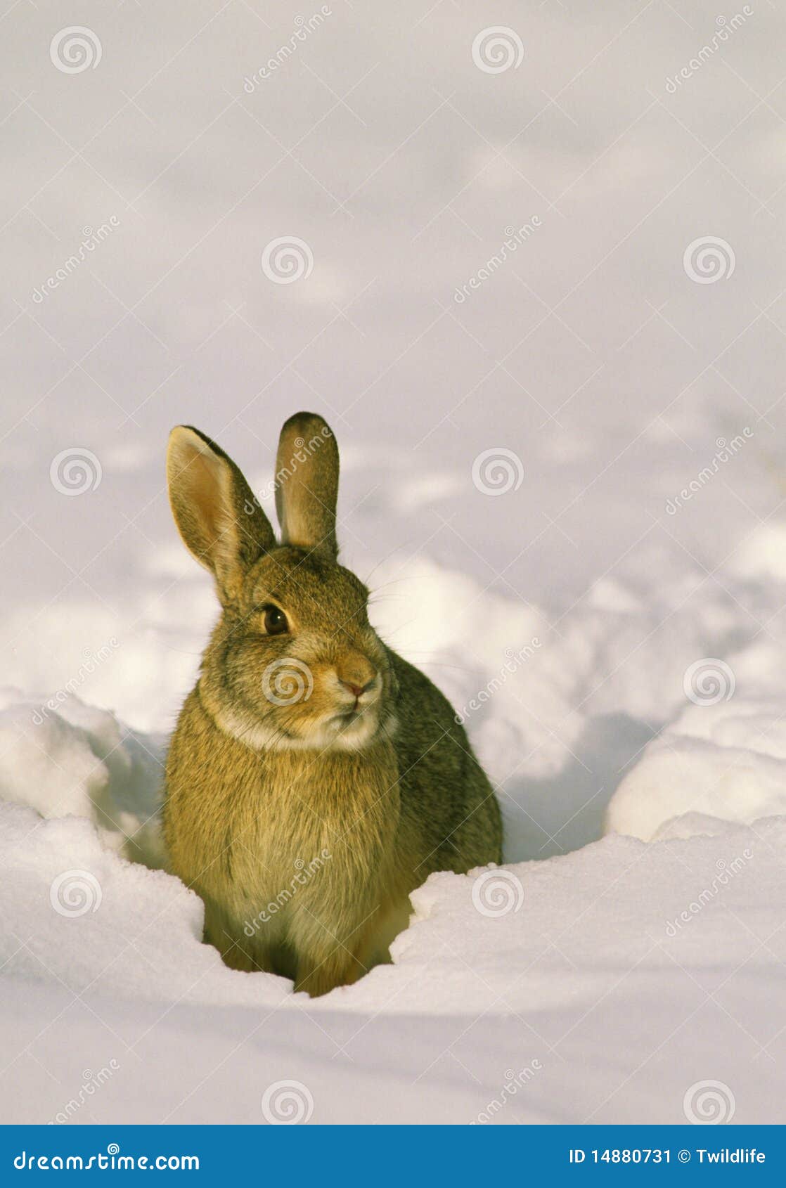 Cottontail Rabbit in Snow stock image. Image of snow - 14880731