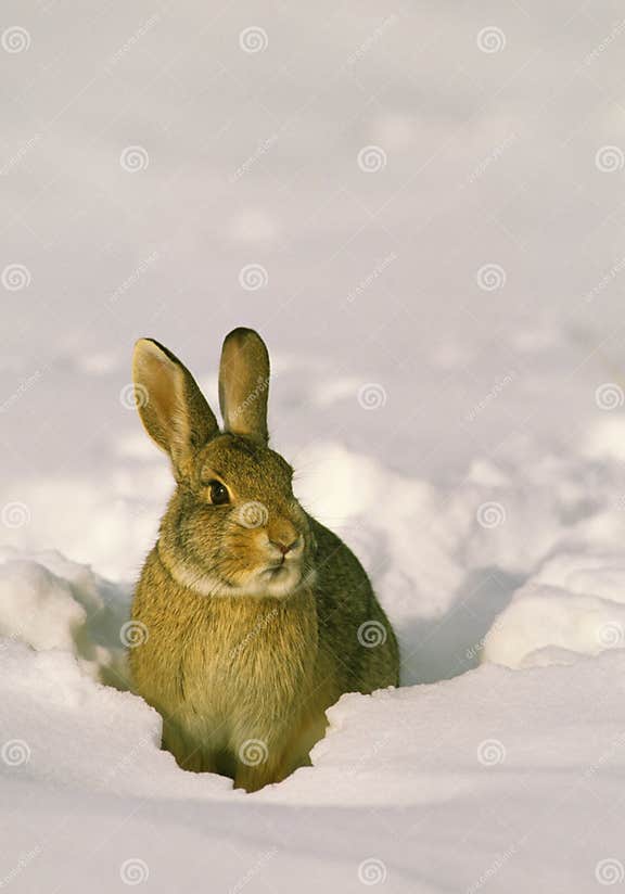 Cottontail Rabbit in Snow stock image. Image of snow - 14880731