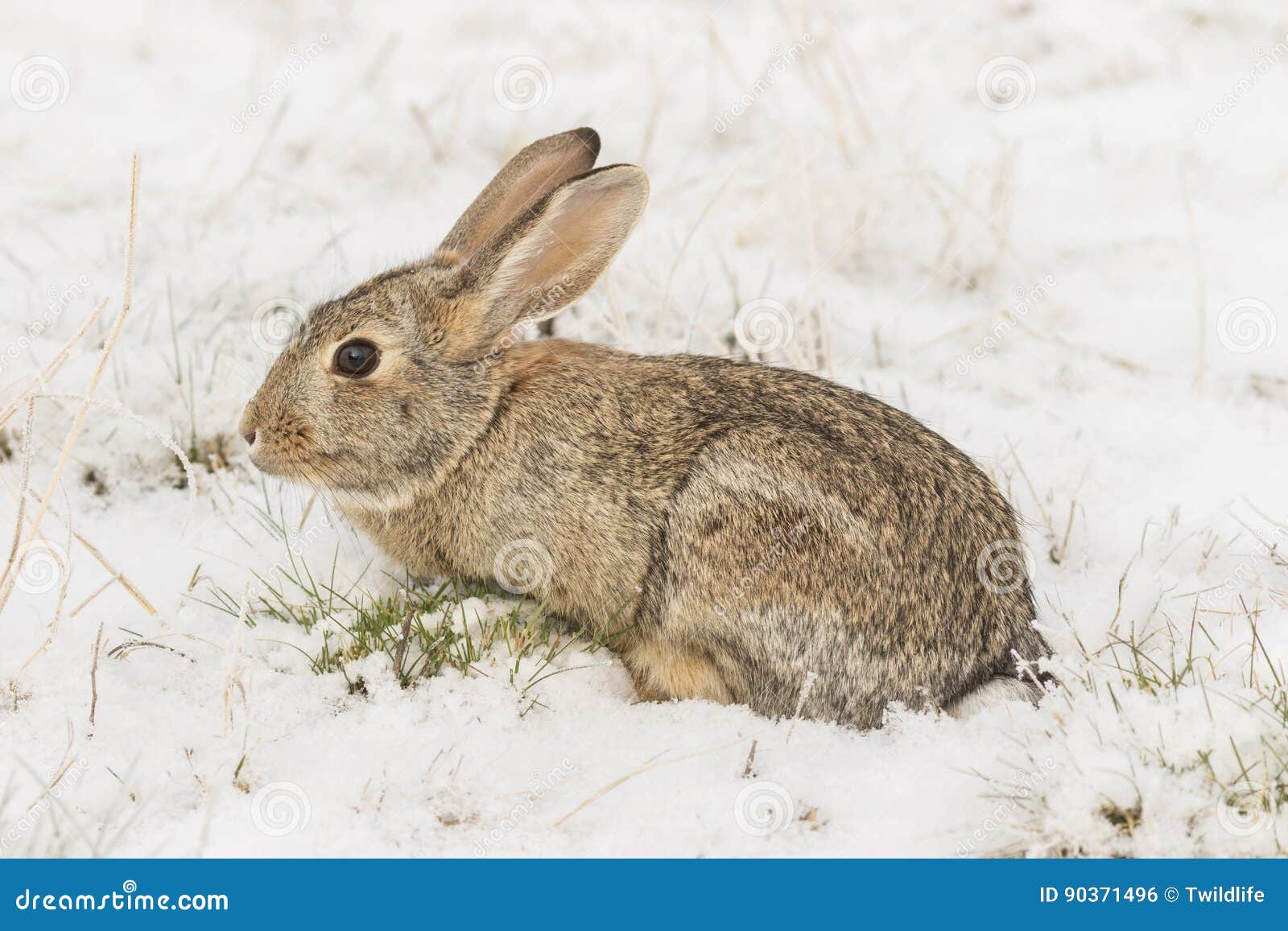 Cottontail Rabbit after Snow Stock Photo - Image of winter, wild: 90371496